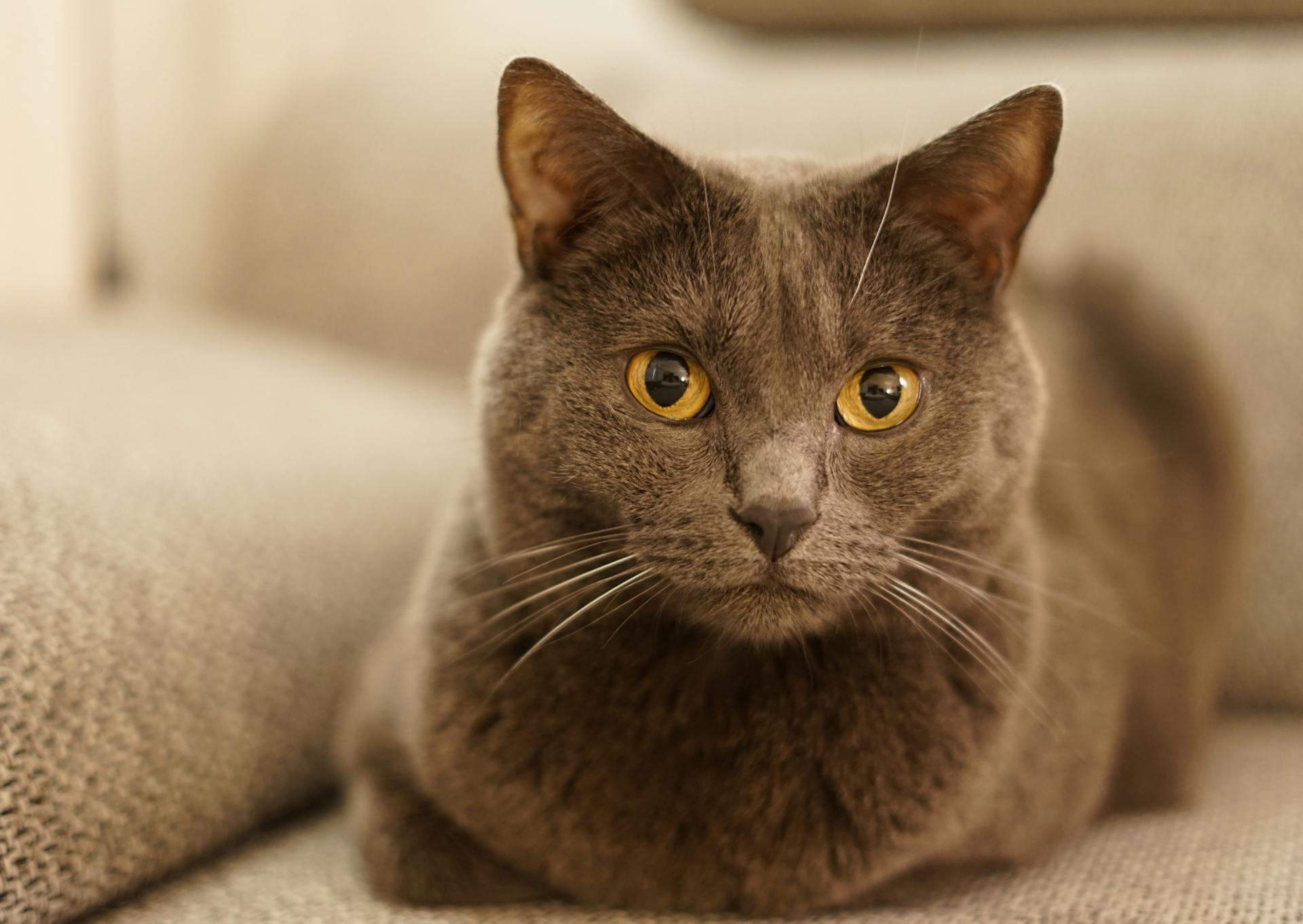 Chartreux : Guide complet sur cette race de chat