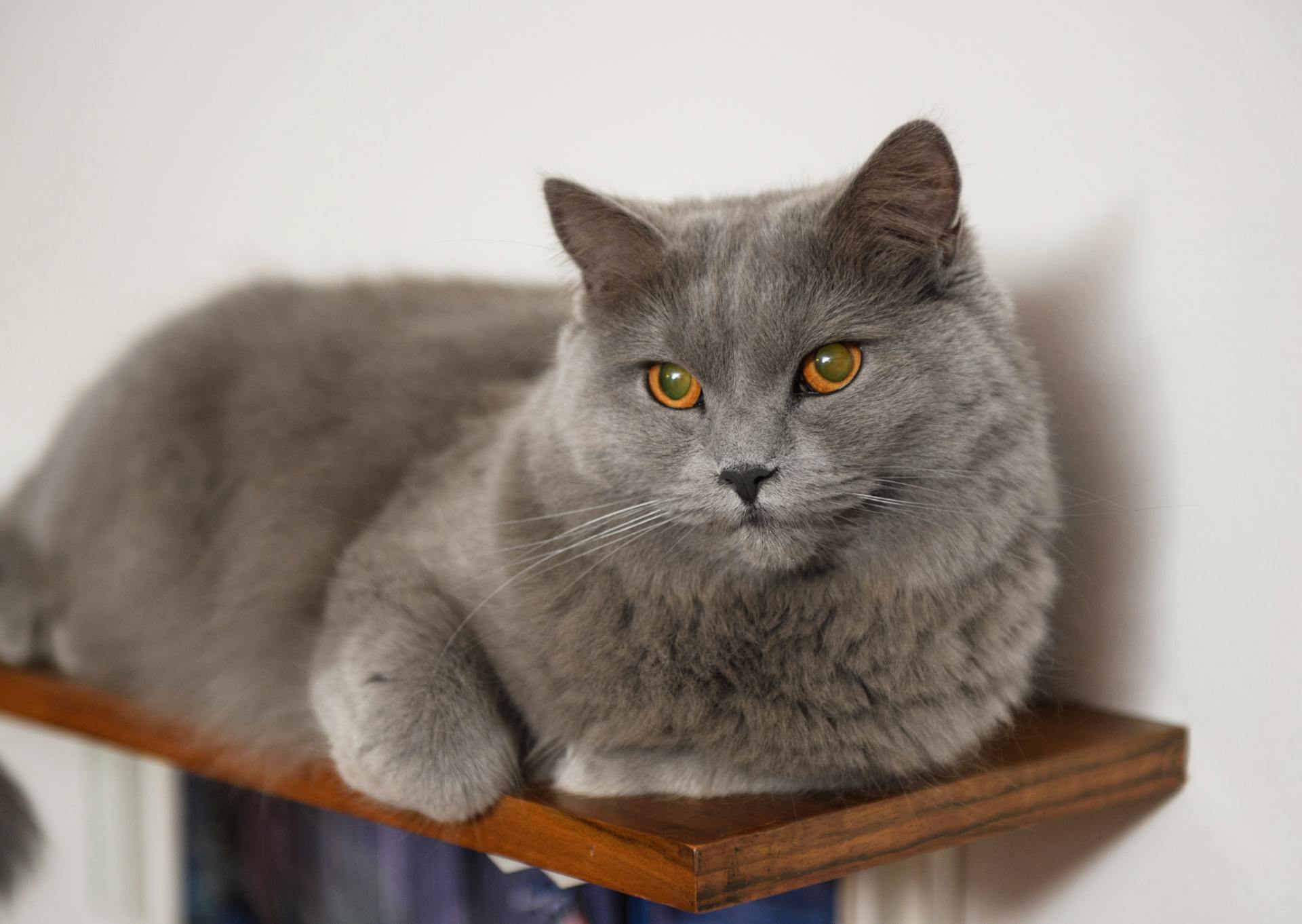 Chartreux : Guide complet sur cette race de chat