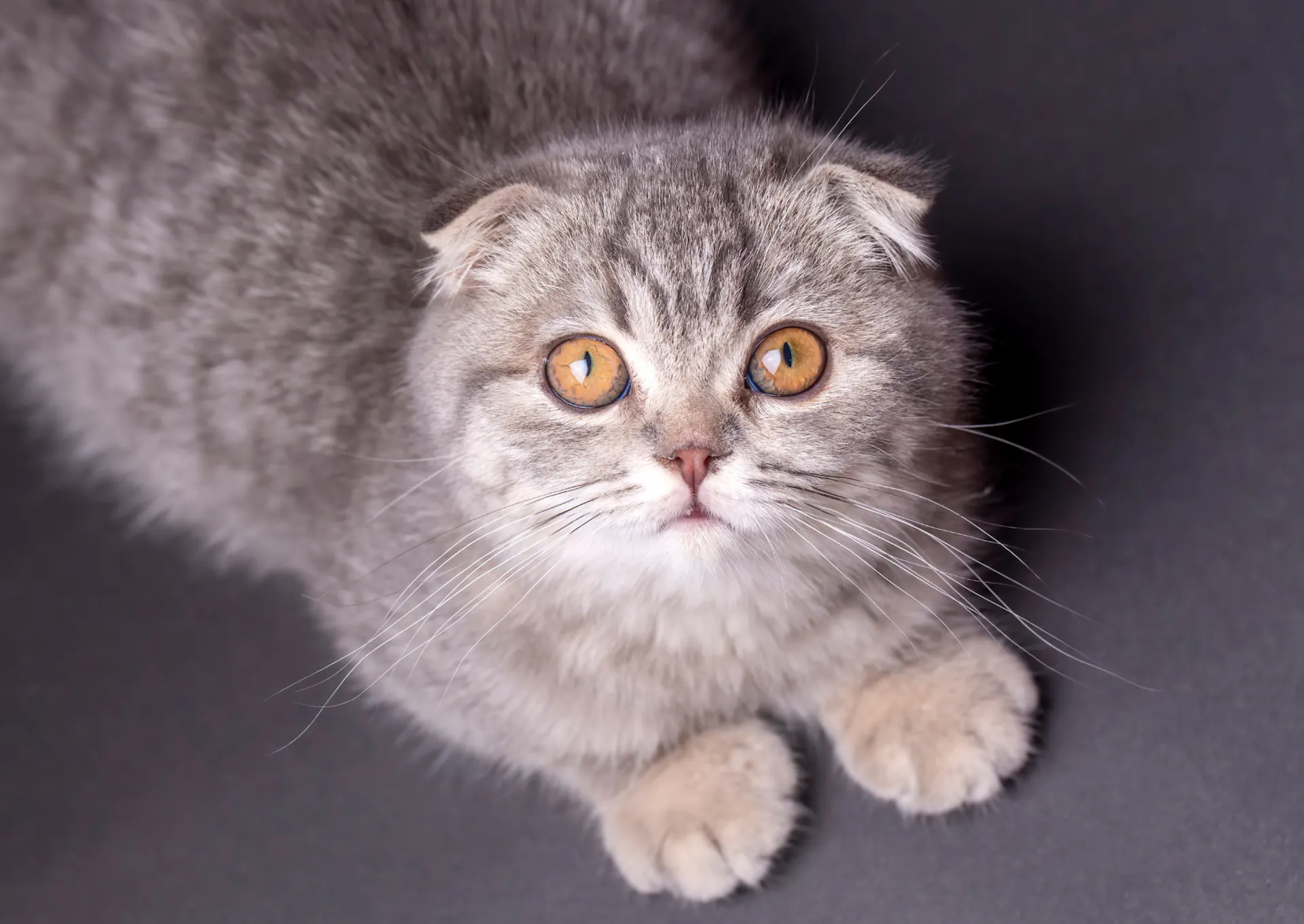 Scottish Fold : Guide complet sur cette race de chat