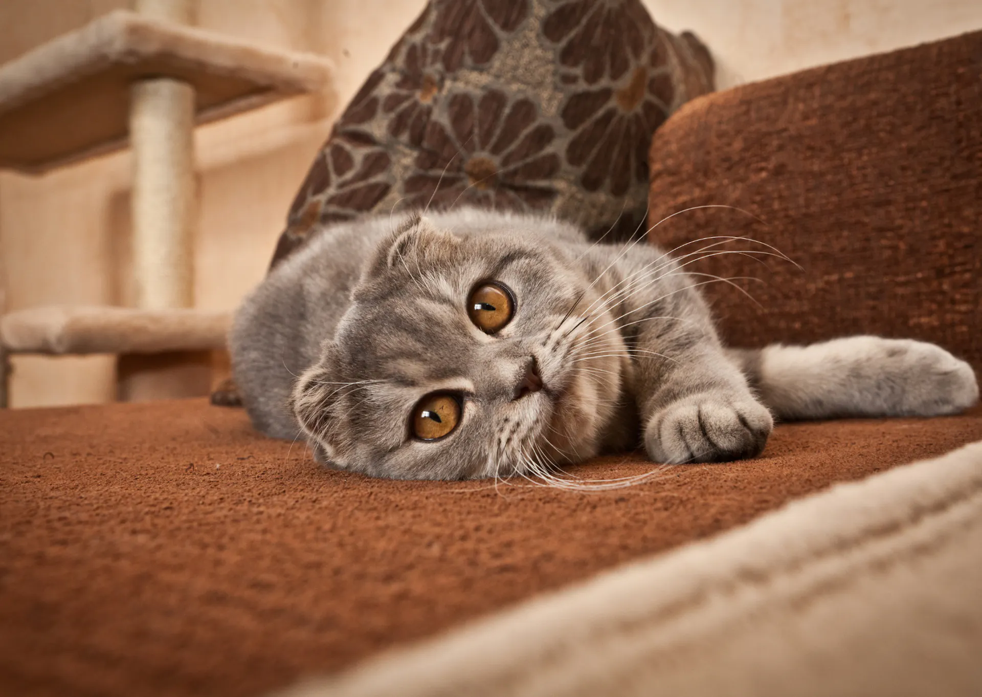 Scottish Fold : Guide complet sur cette race de chat