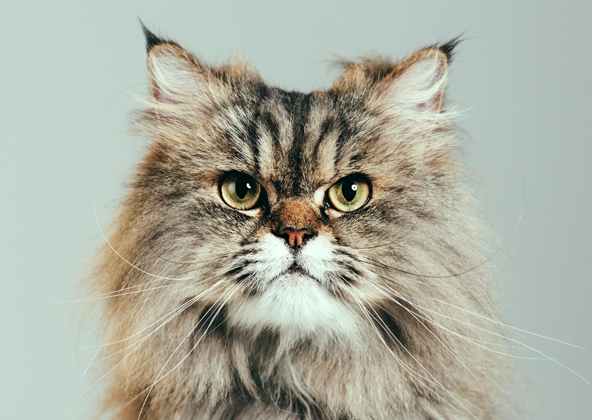 Persan : Tout savoir sur cette race de chat