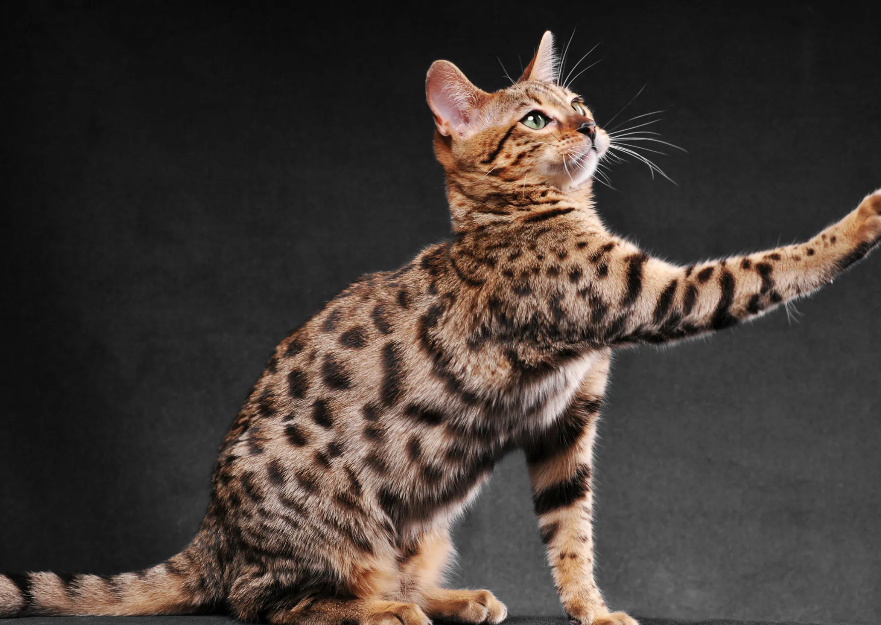 Bengal : Tout savoir sur cette race de chat