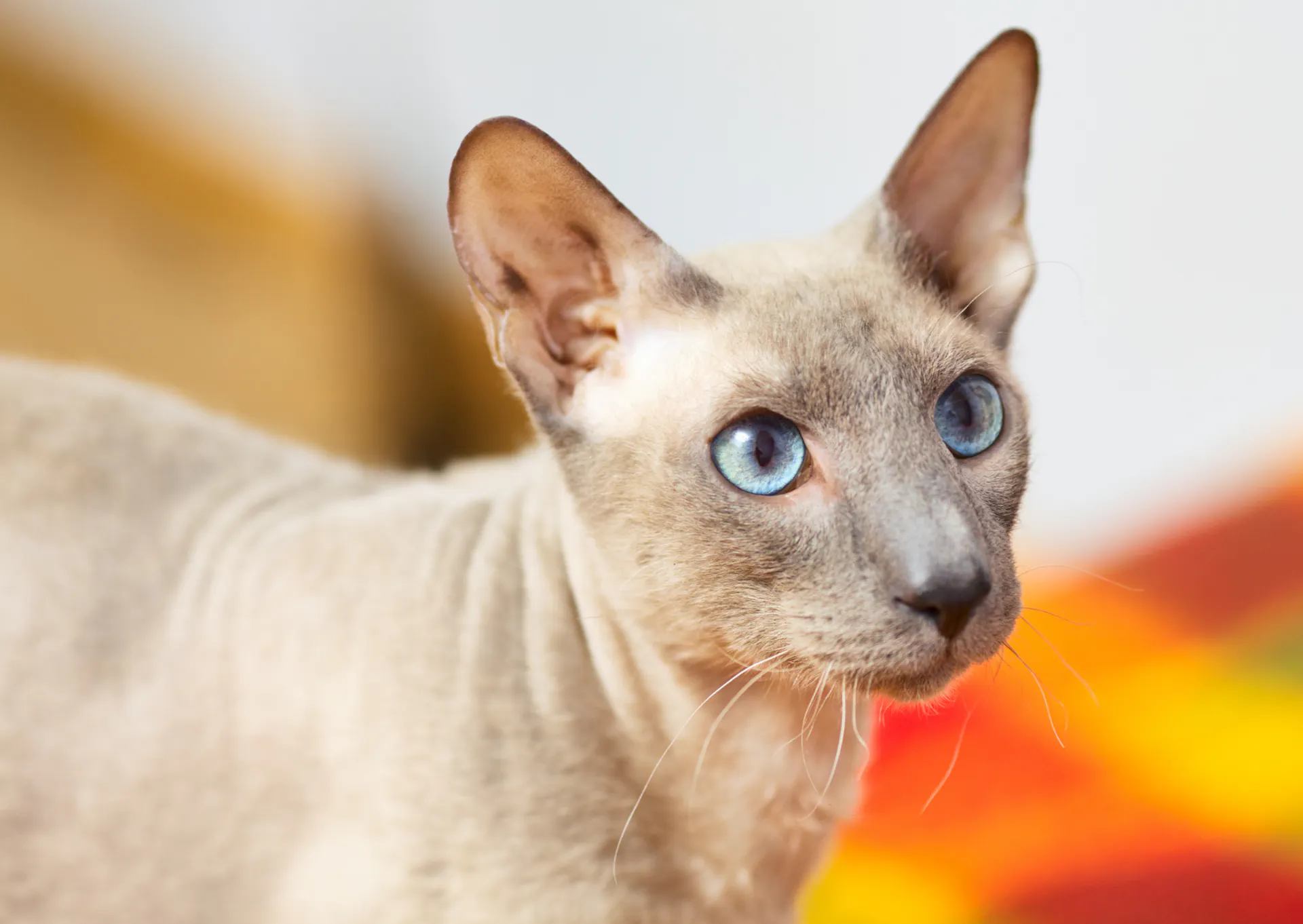 Chat sans poil : Découvrez les plus belles races de chats sans poils