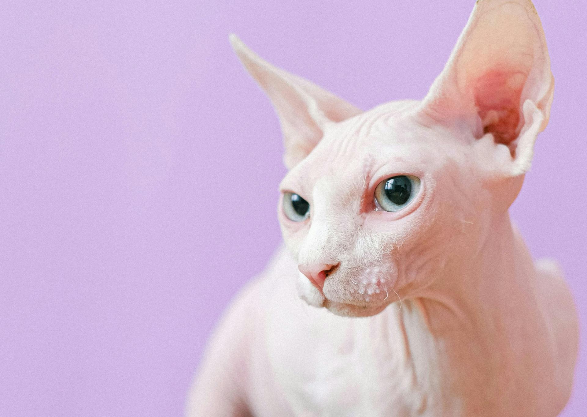 Chat Sphynx : caractéristiques, soins et conseils pour votre compagnon
