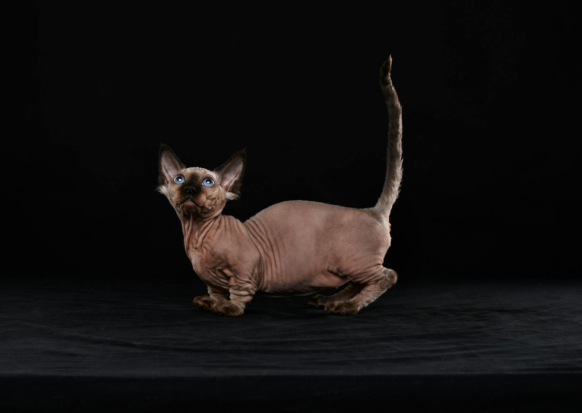 Chat Sphynx : caractéristiques, soins et conseils pour votre compagnon
