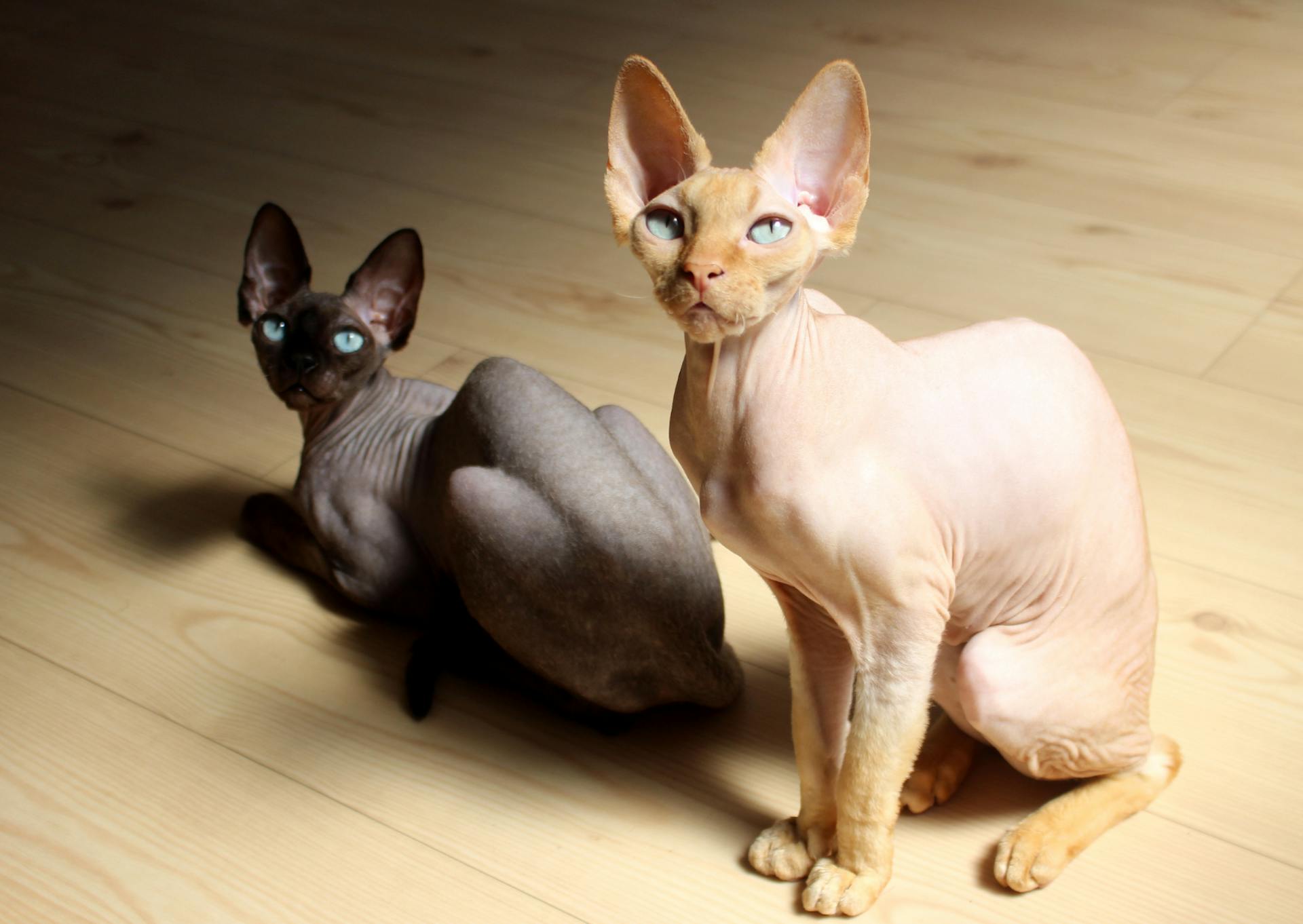 Chat Sphynx : caractéristiques, soins et conseils pour votre compagnon