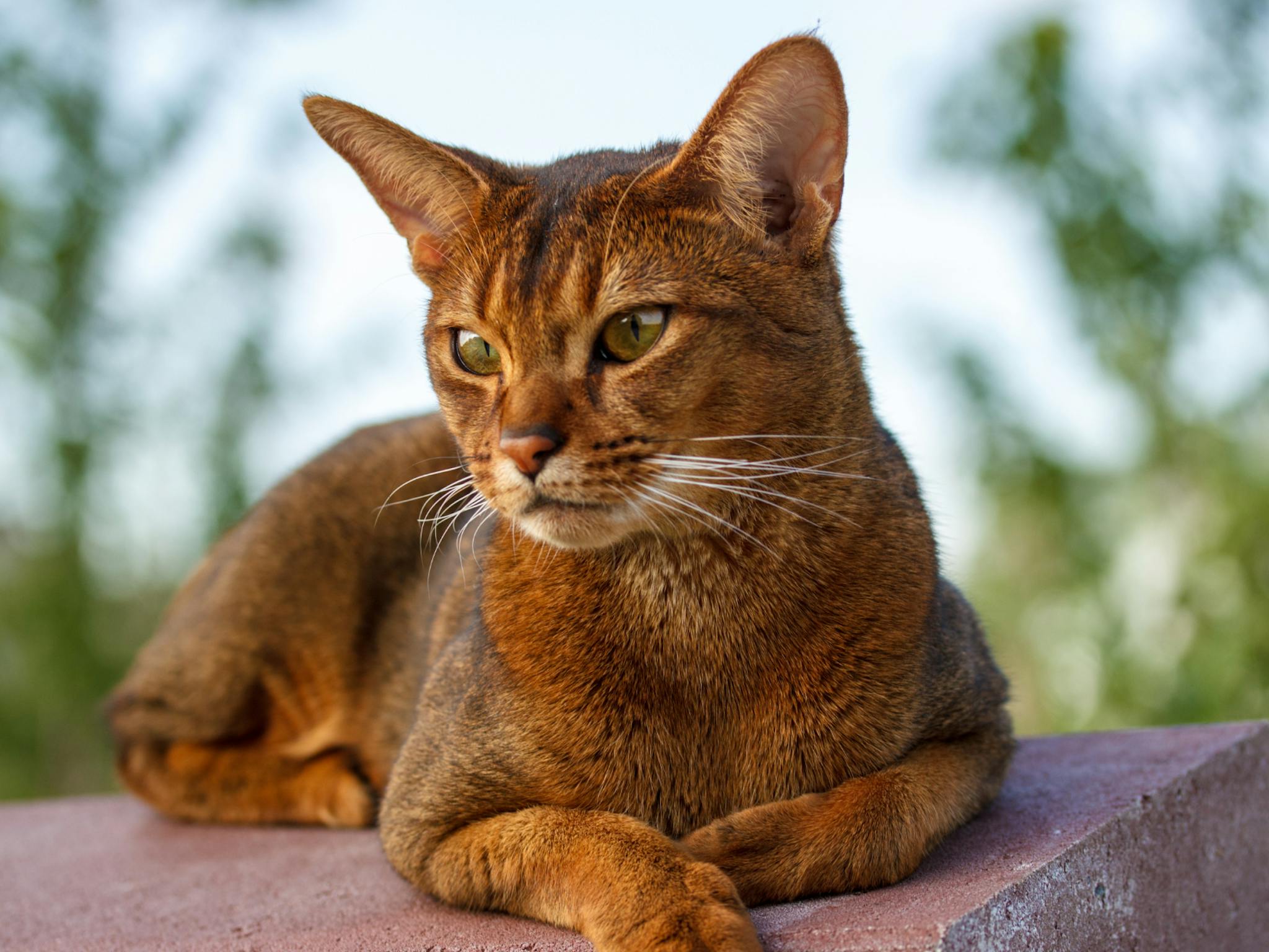 Abyssin : caractéristiques, soins, alimentation et conseils pratiques