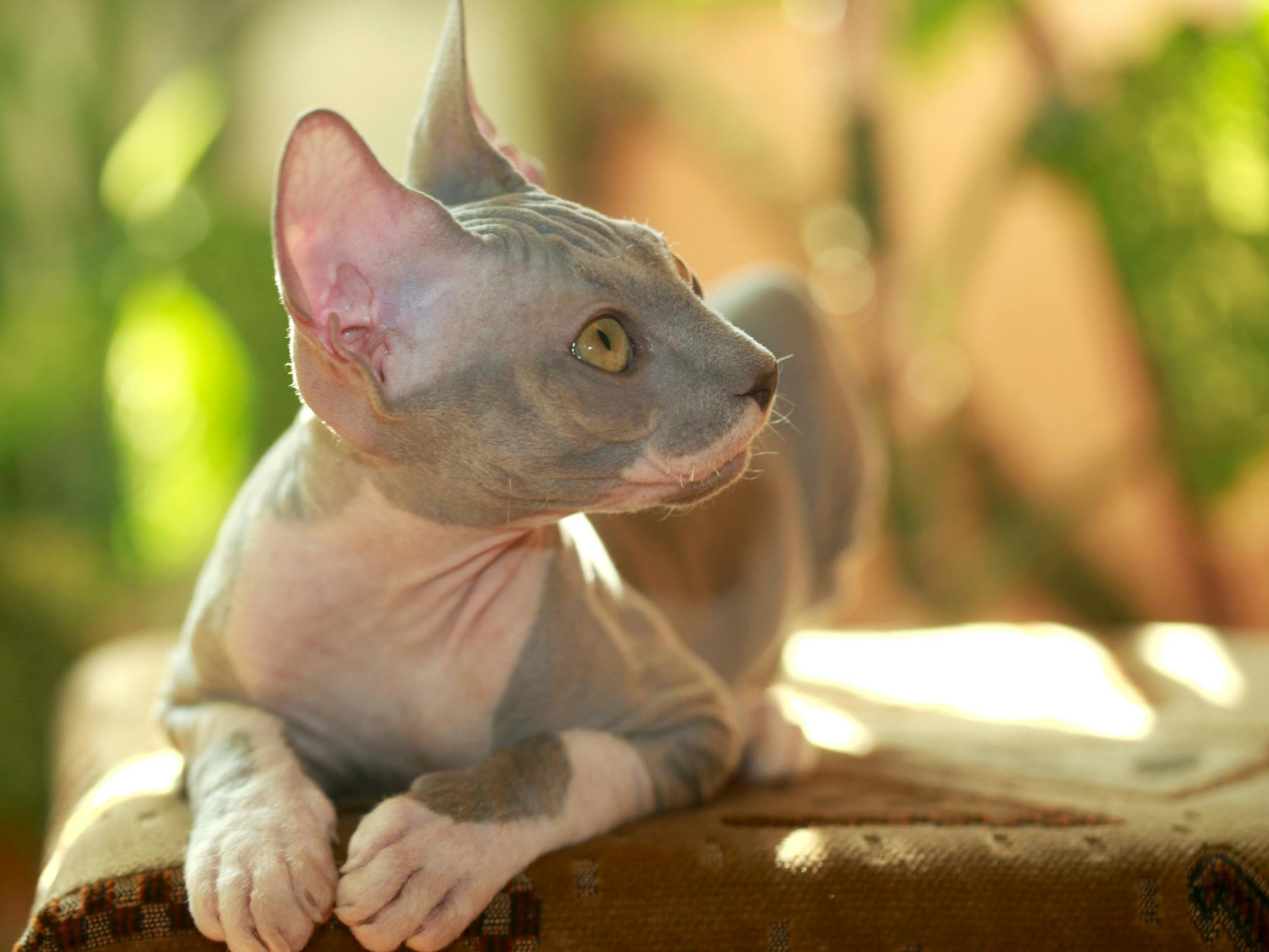 Chat Sphynx : caractéristiques, soins et conseils pour votre compagnon