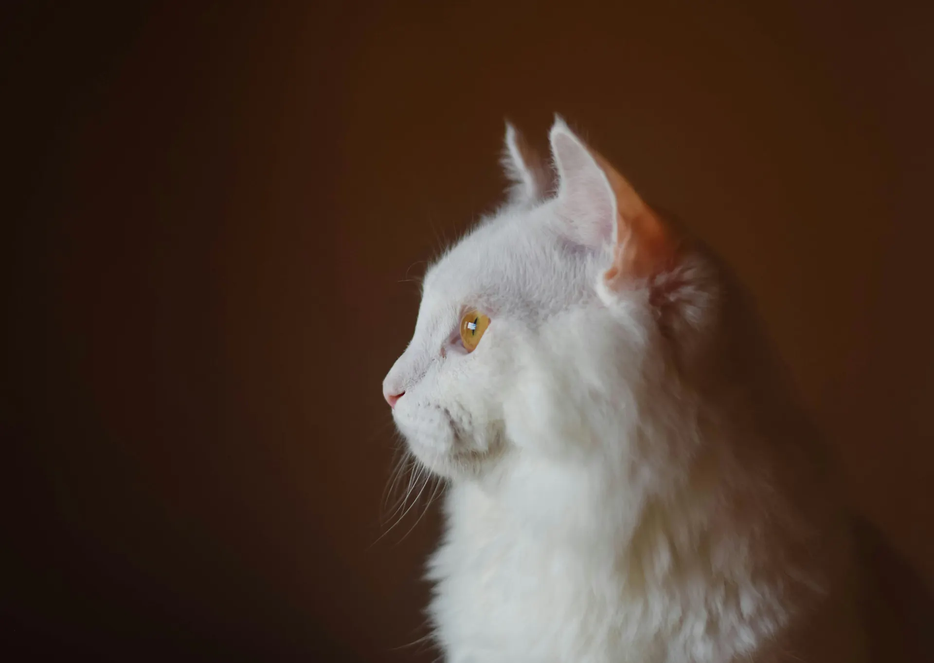 Angora, tout savoir sur cette race de chat : caractère, santé et entretien