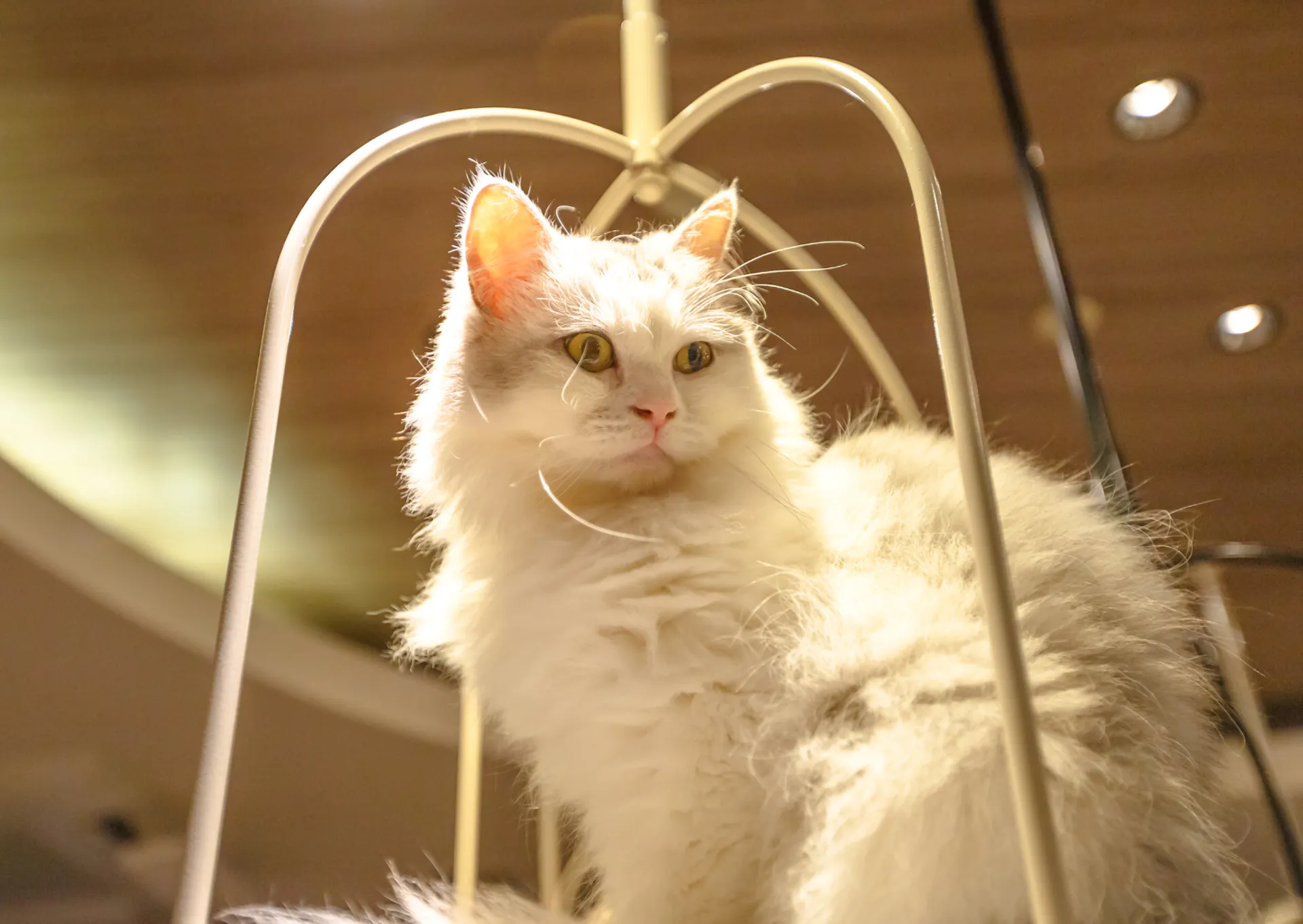 Angora, tout savoir sur cette race de chat : caractère, santé et entretien