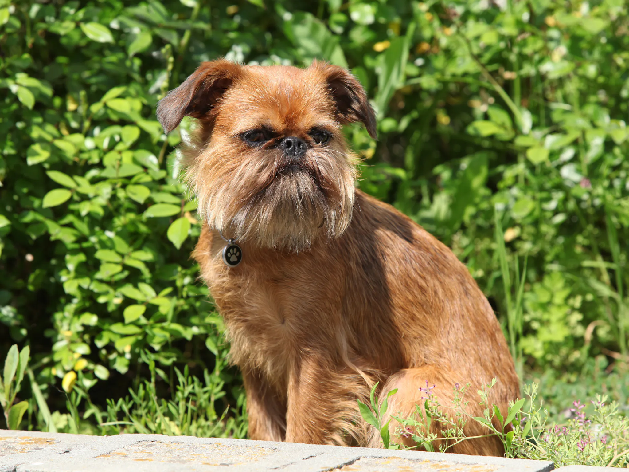 Griffon chien : caractéristiques, comportement et conseils d'élevage
