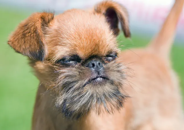 Griffon chien : caractéristiques, comportement et conseils d'élevage