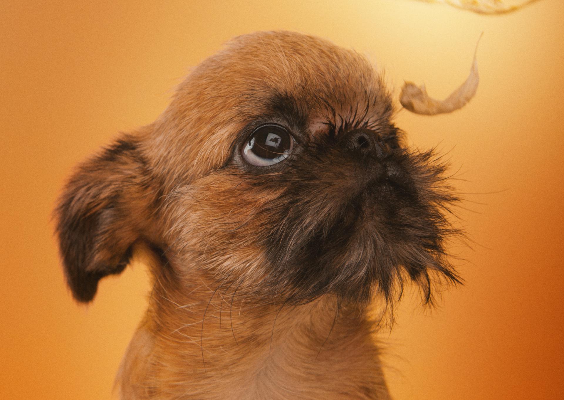 Griffon chien : caractéristiques, comportement et conseils d'élevage