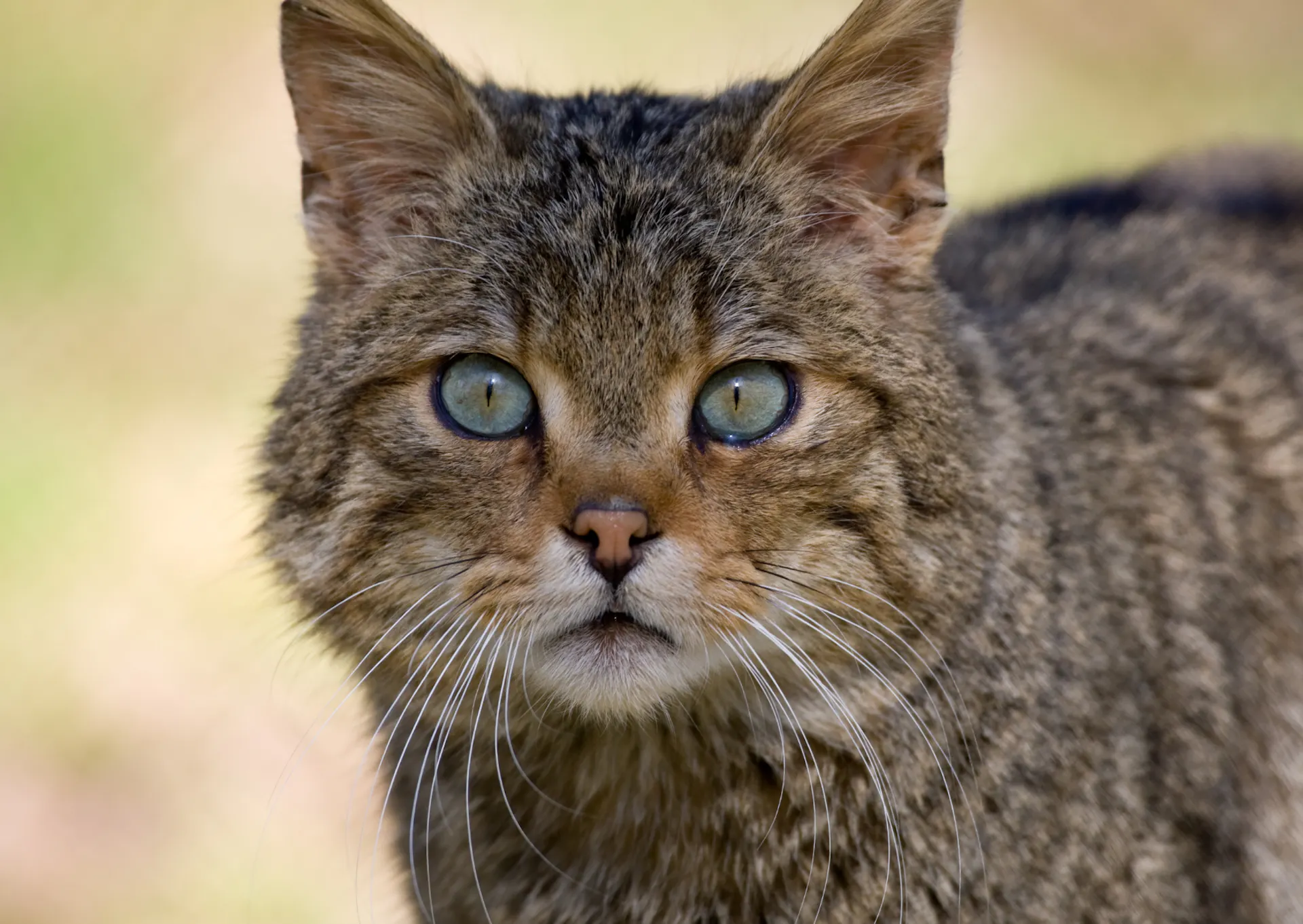 Tout savoir sur le chat européen : caractère, soins et alimentation