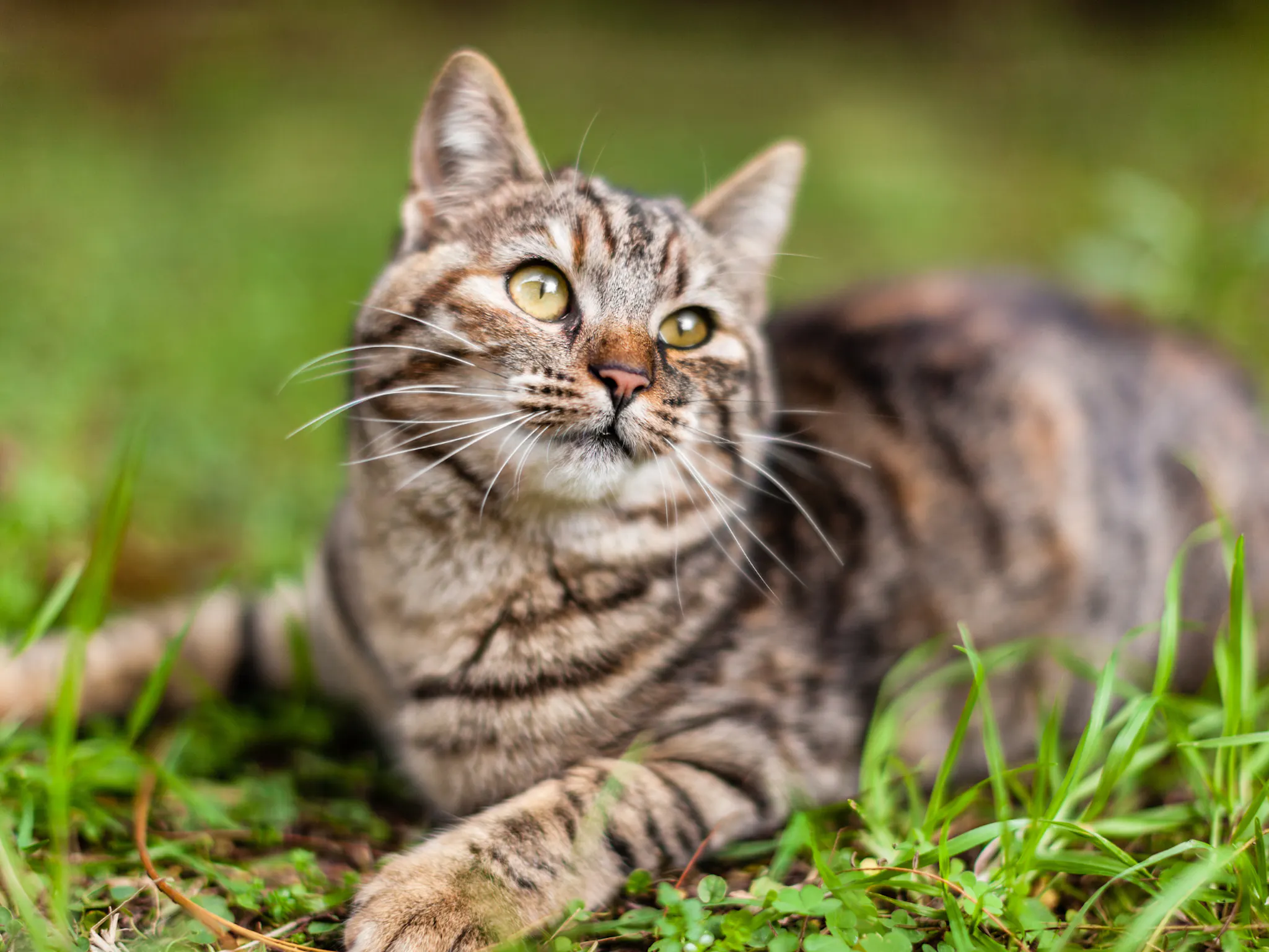 Tout savoir sur le chat européen : caractère, soins et alimentation
