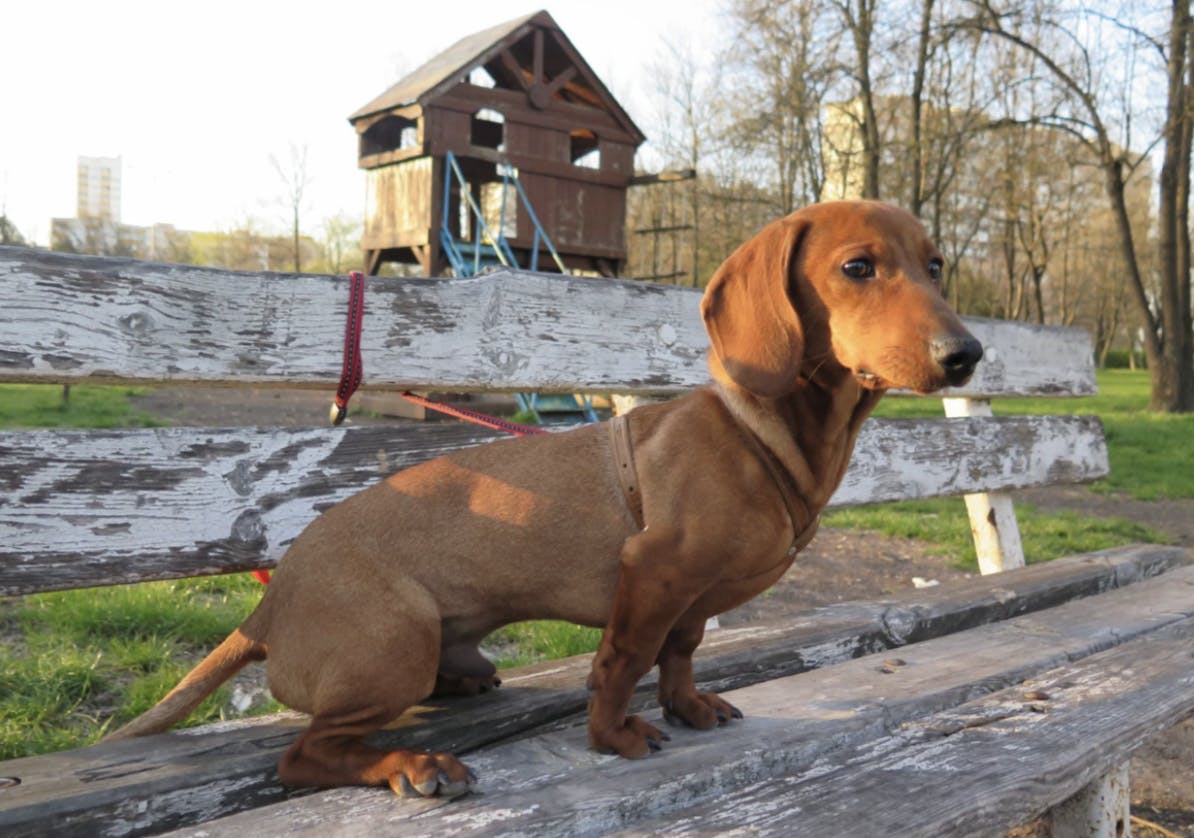 Teckel : Caractère, santé, éducation et alimentation