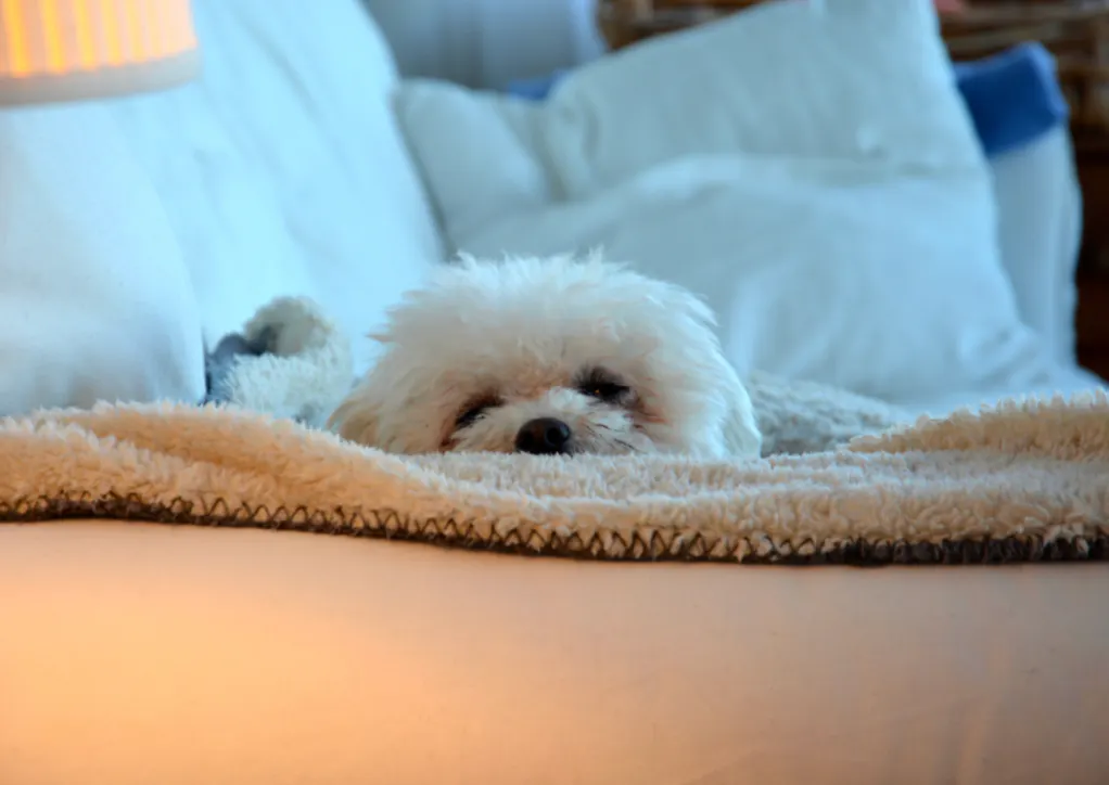 Bichon Maltais : Caractère, santé, éducation et alimentation