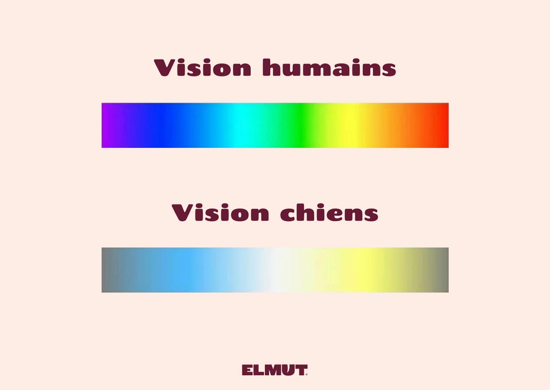 Vision d’un chien : Comment fonctionne-t-elle