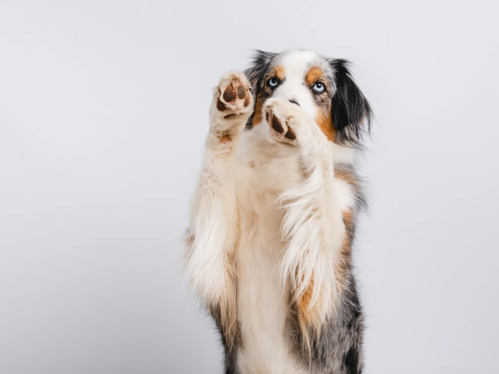 Petit lévrier italien : guide complet sur cette race de chien