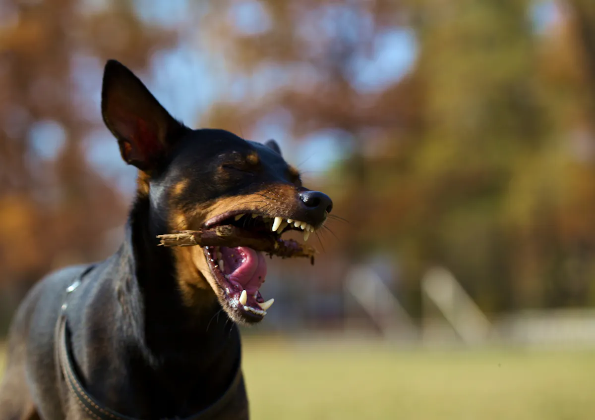 Pinscher Nain : Caractère, santé, éducation, prix et alimentation