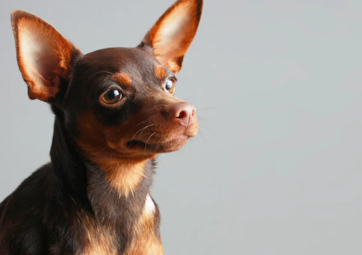 Pinscher Nain : Caractère, santé, éducation, prix et alimentation