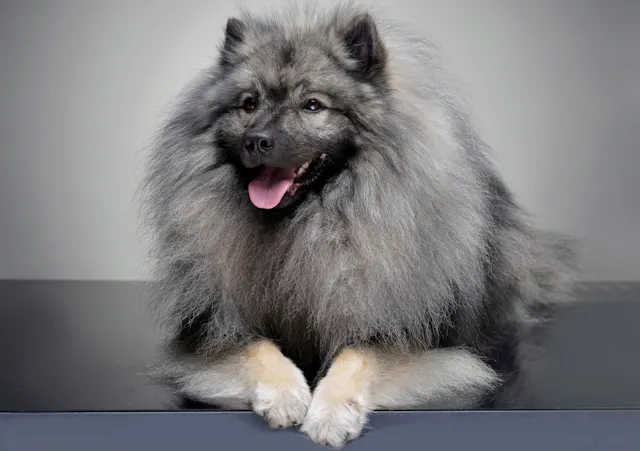 Spitz Loup : Caractère, santé, éducation, prix et alimentation