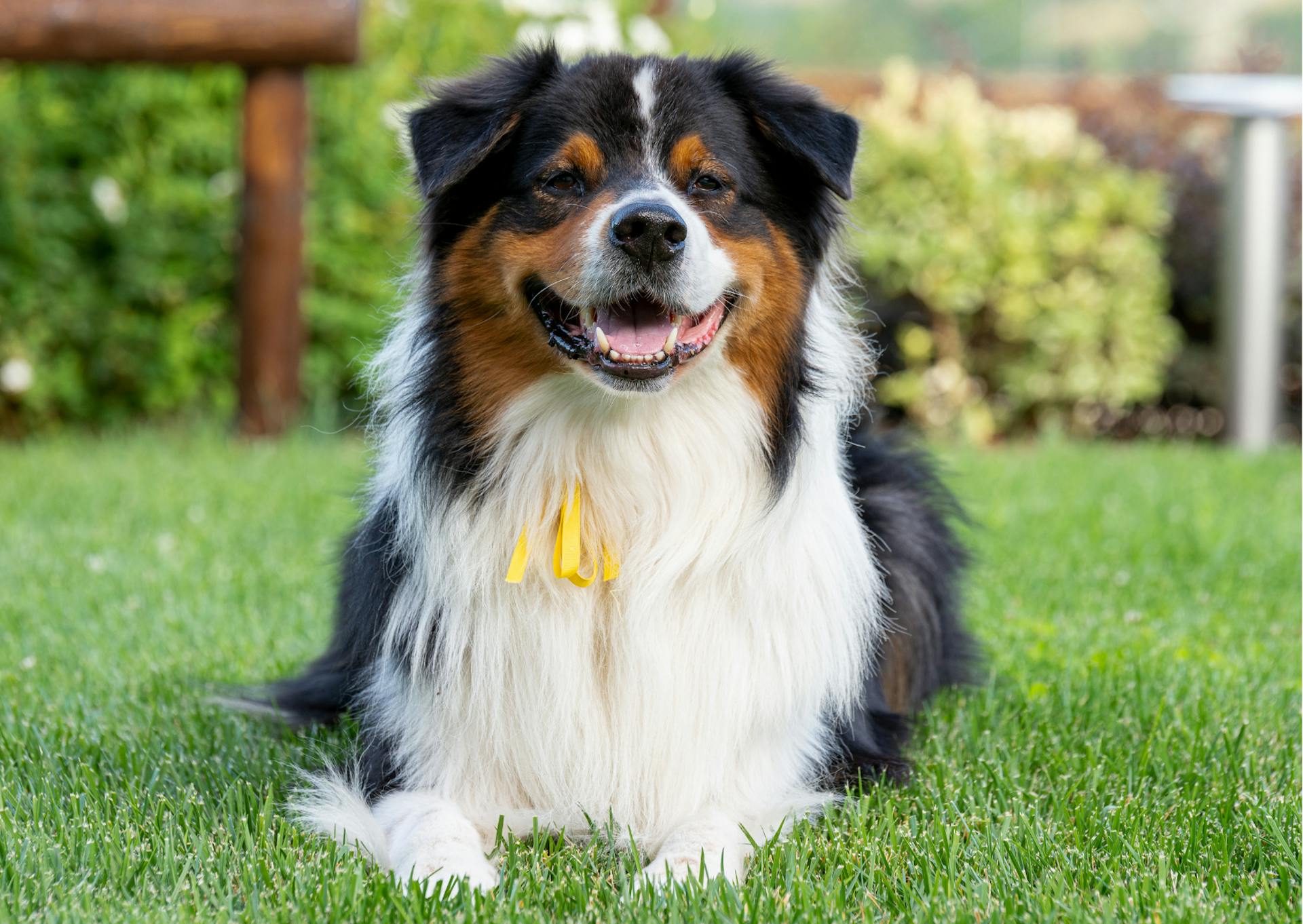 Chien de berger : Les 10 races à connaitre