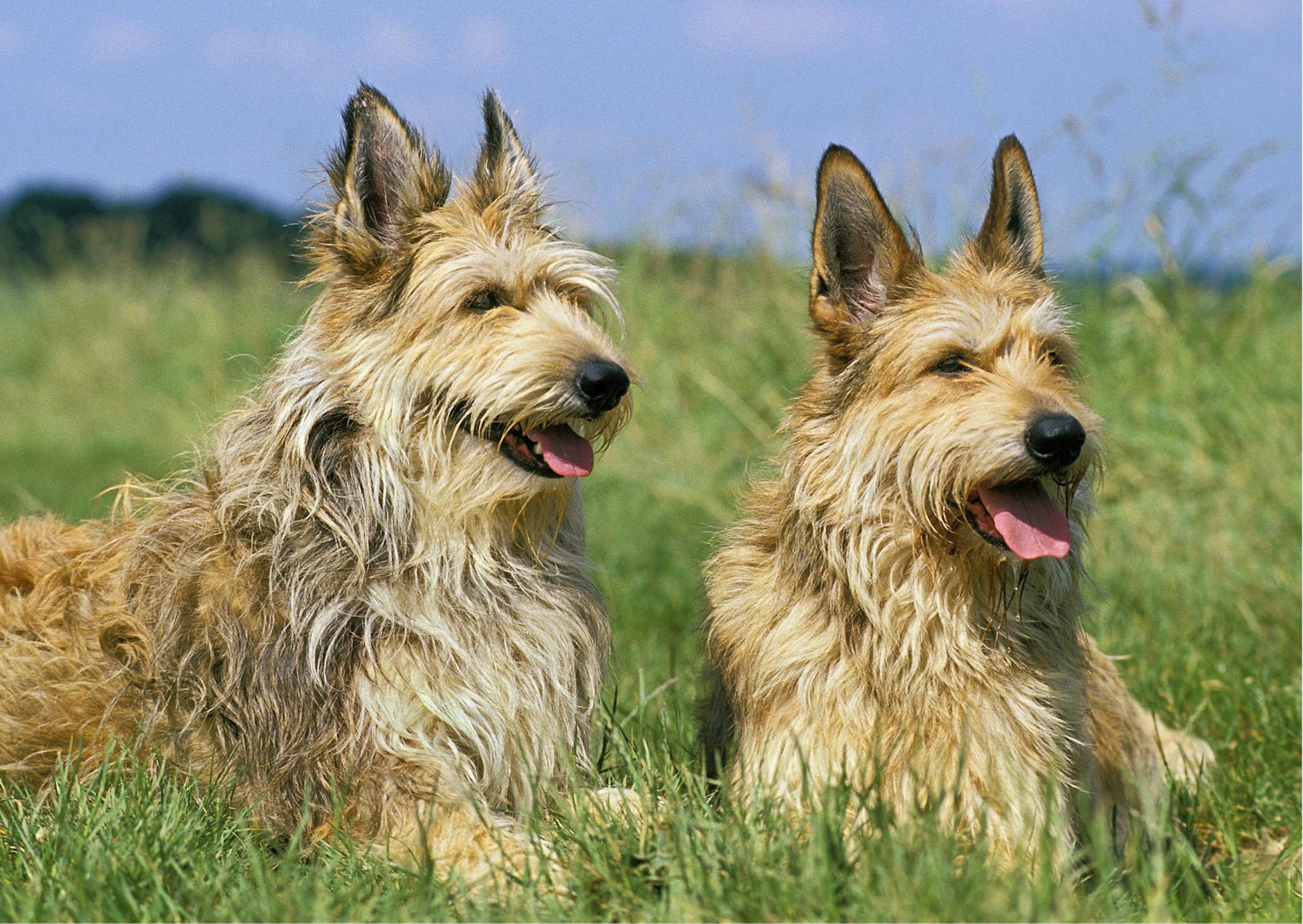 Chien de berger : Les 10 races à connaitre