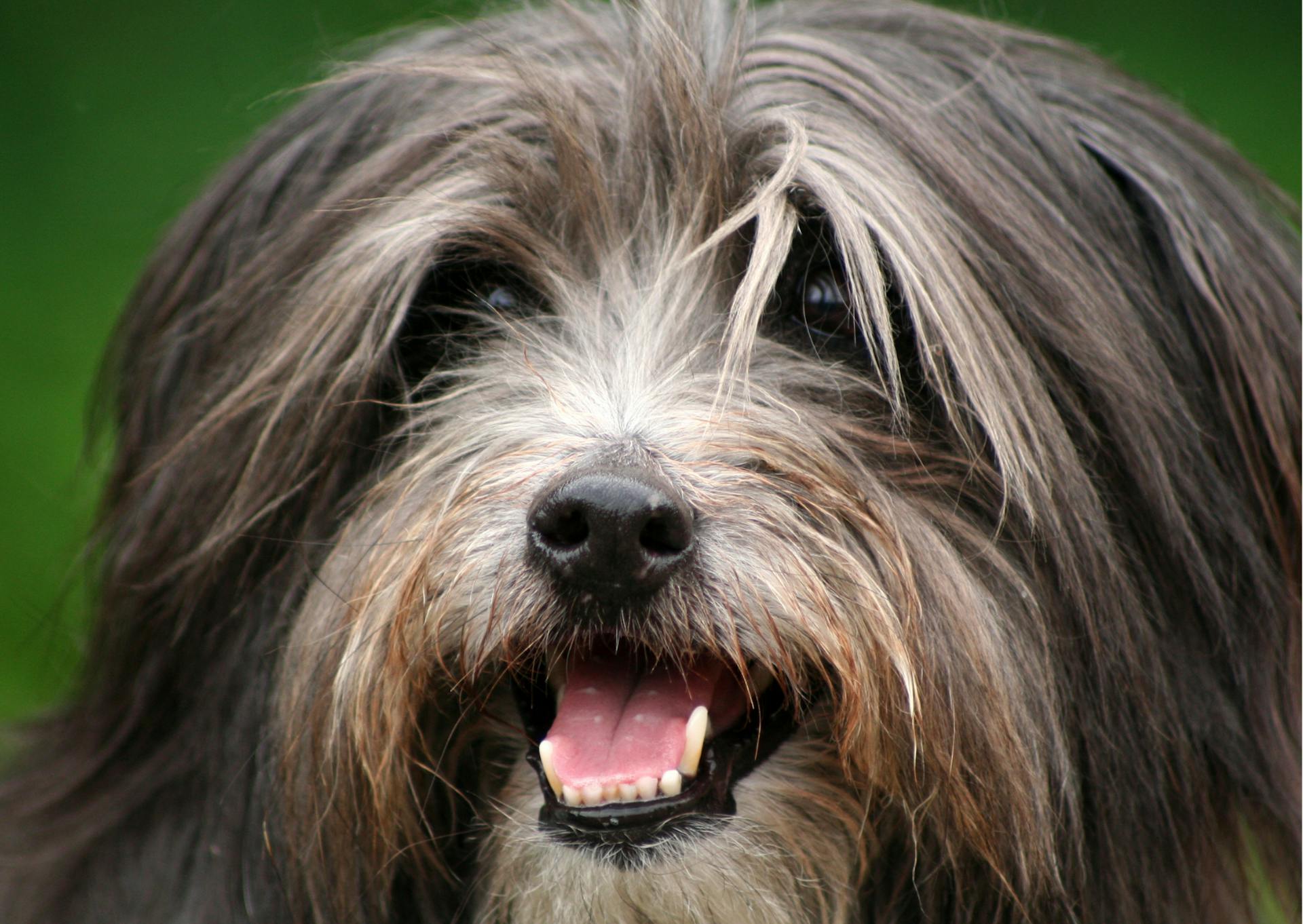 Chien de berger : Les 10 races à connaitre