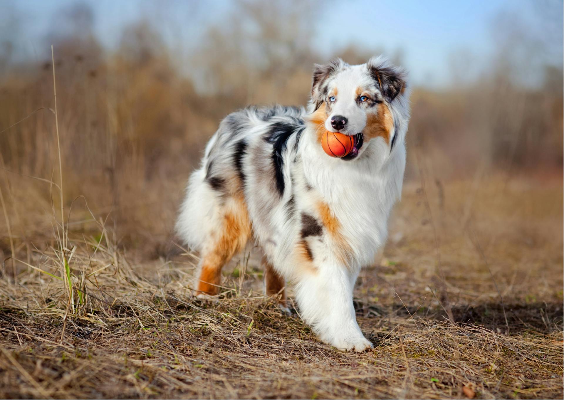 Chien de berger : Les 10 races à connaitre