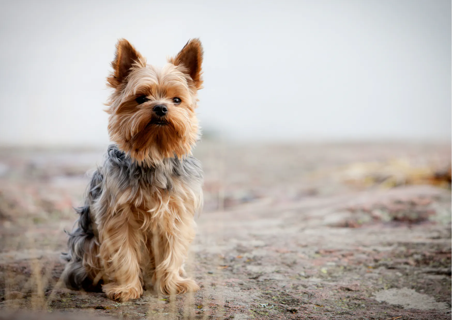 Petites Races De Chiens Qui Restent Petites Petits Chiens, Grands