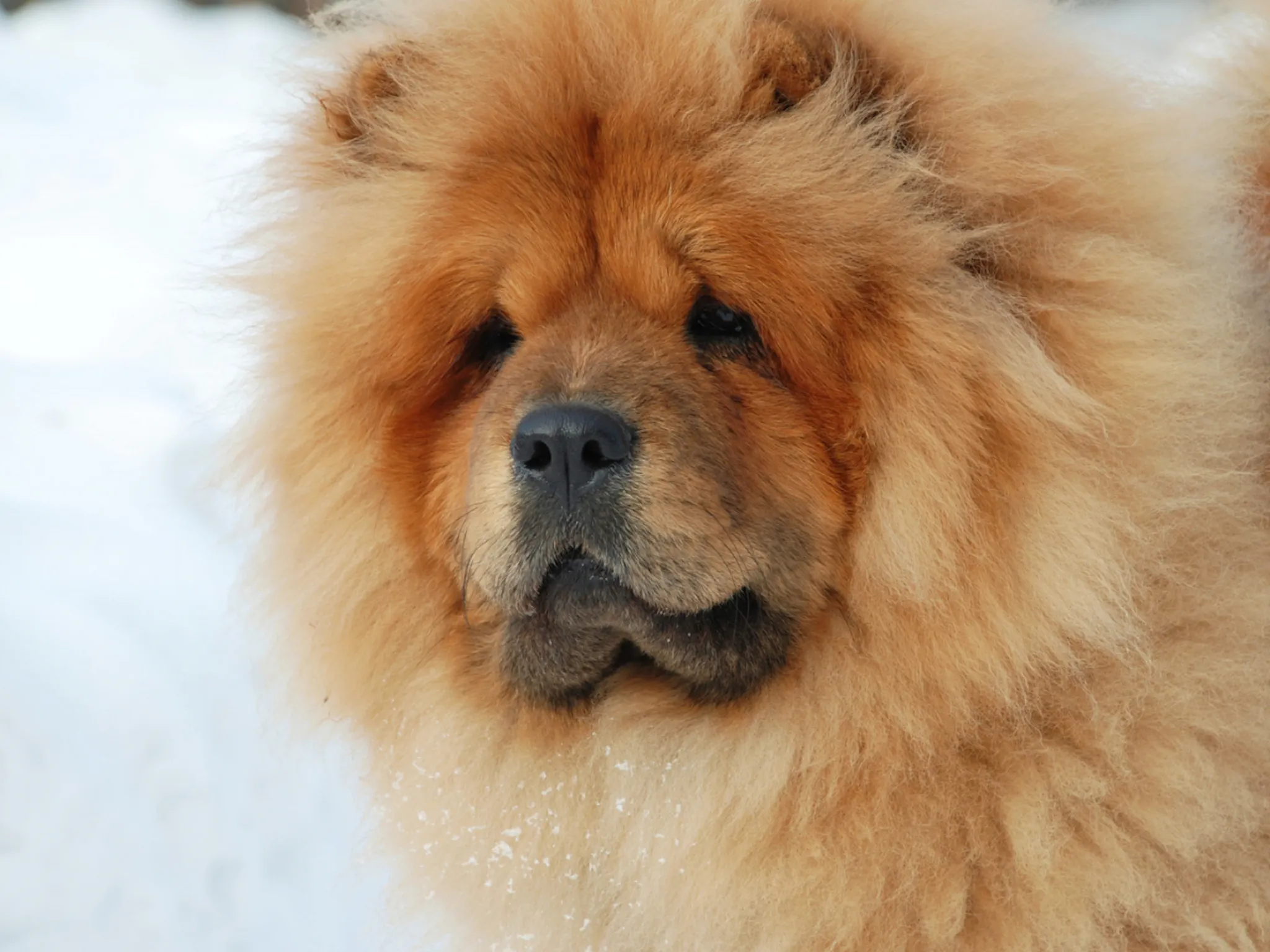 Chow Chow : Caractère, santé, éducation, prix et alimentation