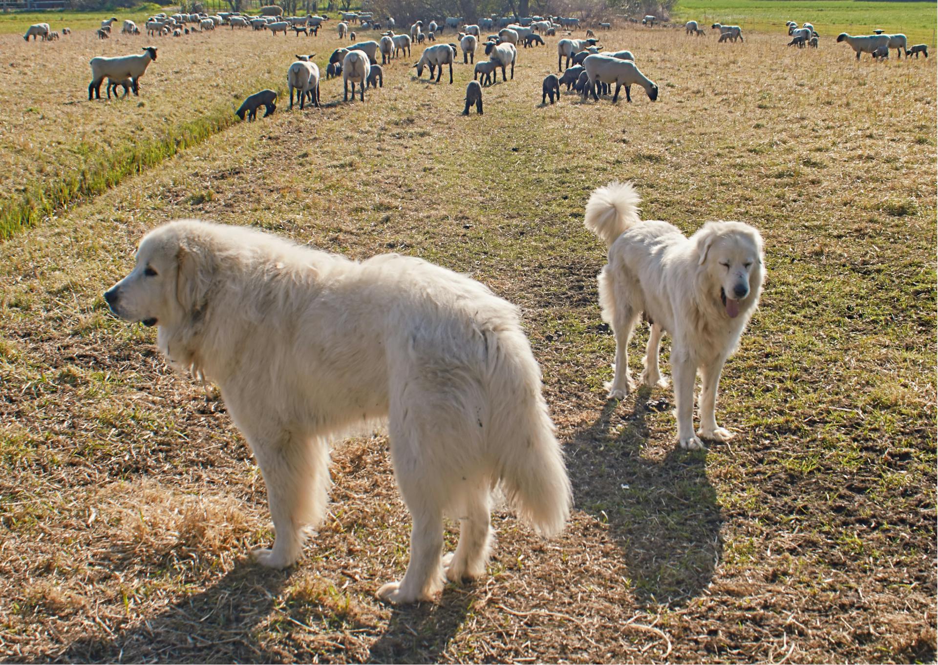 Patou : Caractère, santé, éducation, prix et alimentation