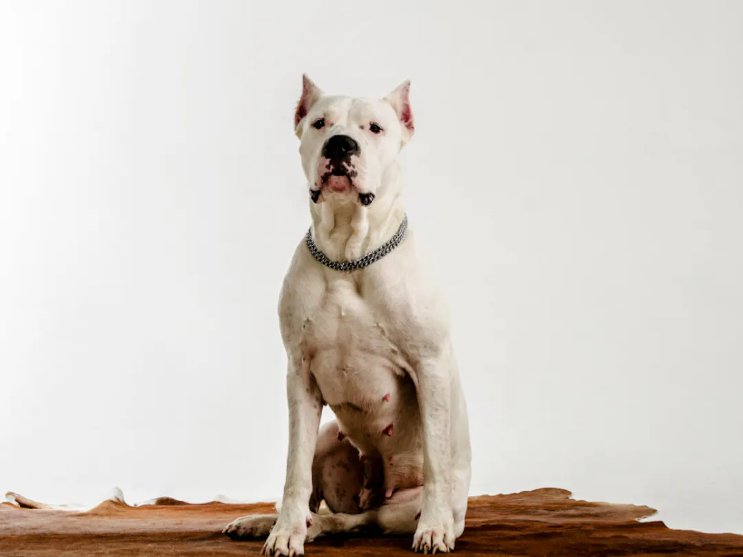 Dogue Argentin : Caractère, santé, éducation, prix et alimentation