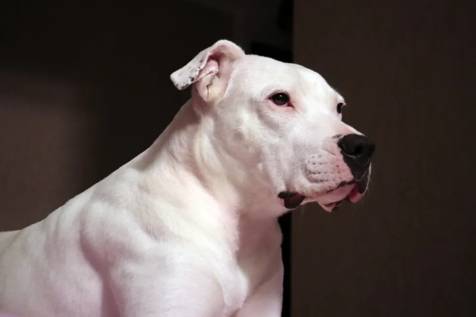 Dogue Argentin : Caractère, santé, éducation, prix et alimentation
