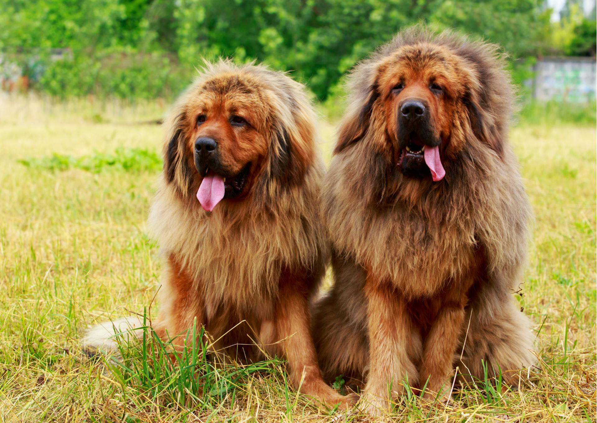 Dogue du Tibet : Caractère, santé, éducation, prix et alimentation