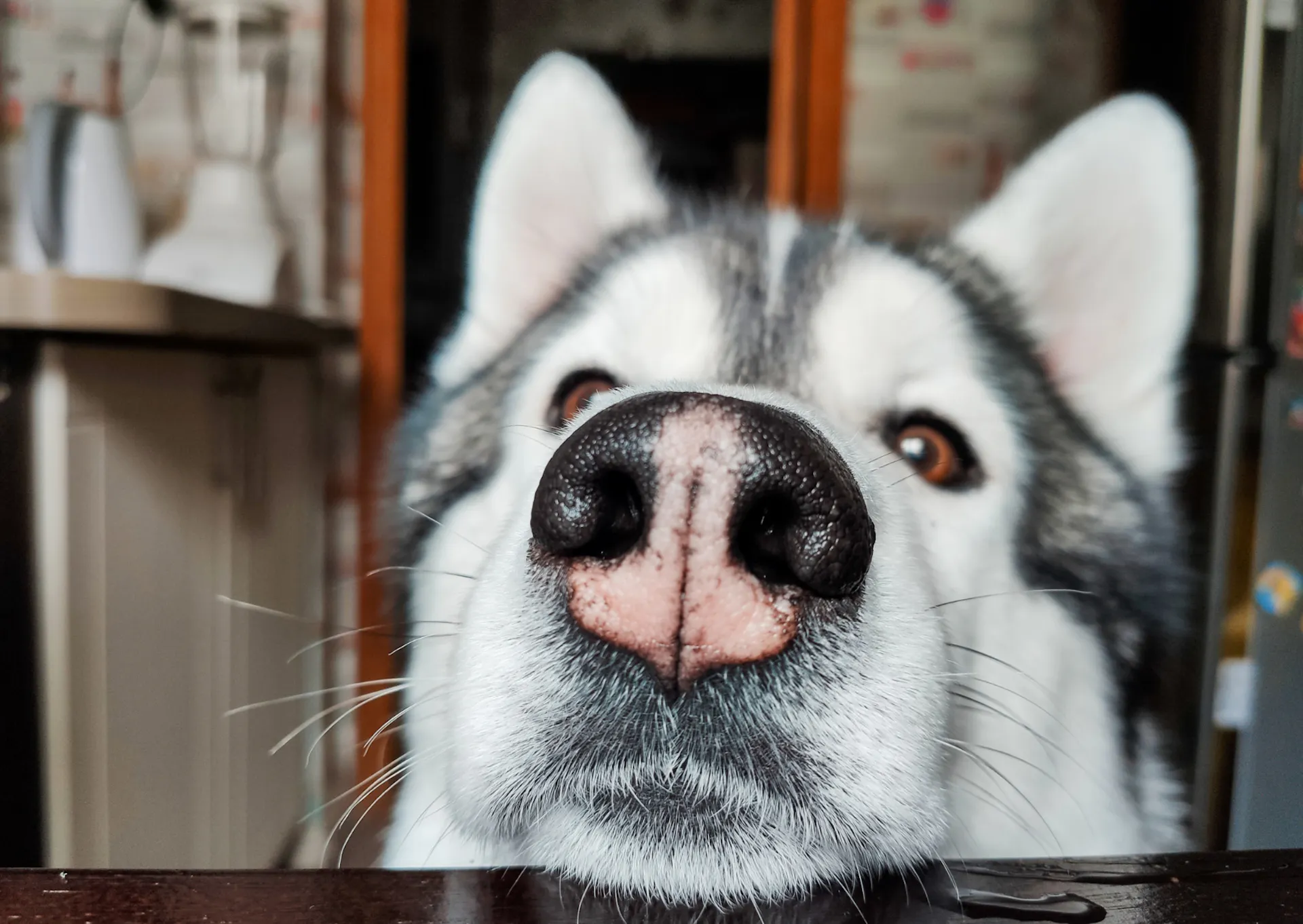 Husky : Caractère, santé, éducation, prix et alimentation