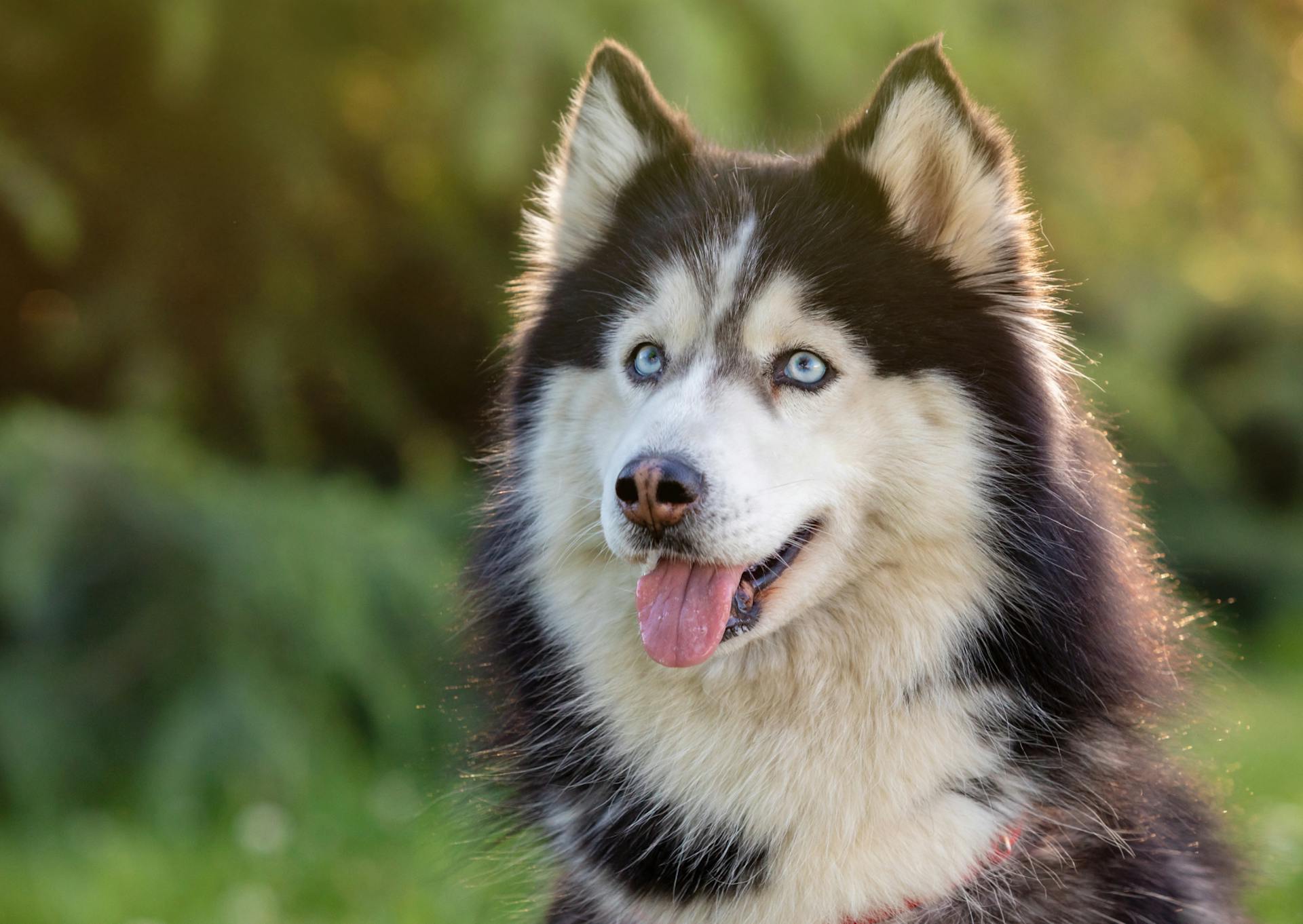 Husky : Caractère, santé, éducation, prix et alimentation