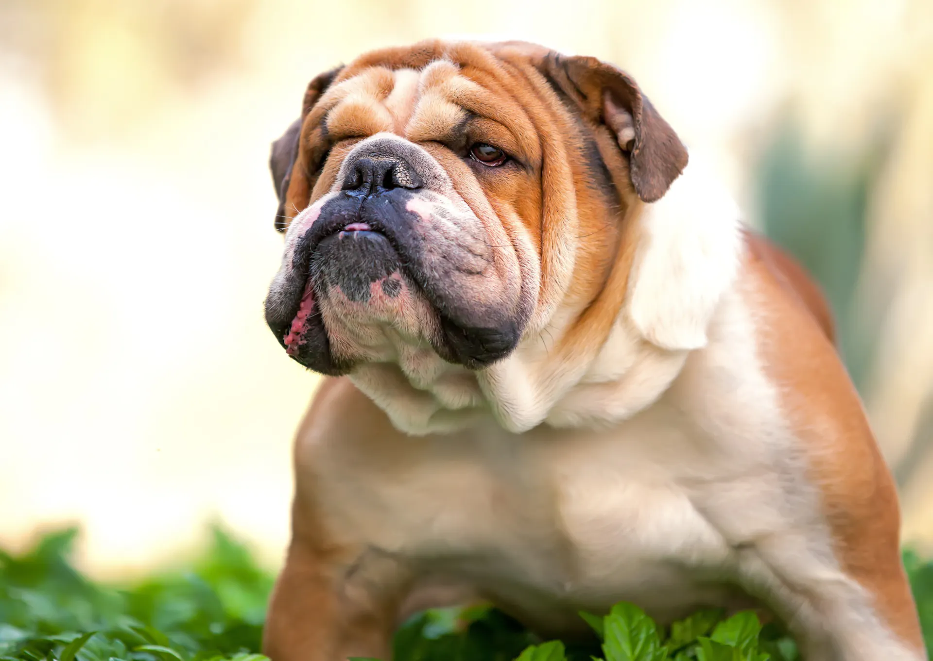 Bulldog Anglais : Caractère, santé, éducation, prix et alimentation