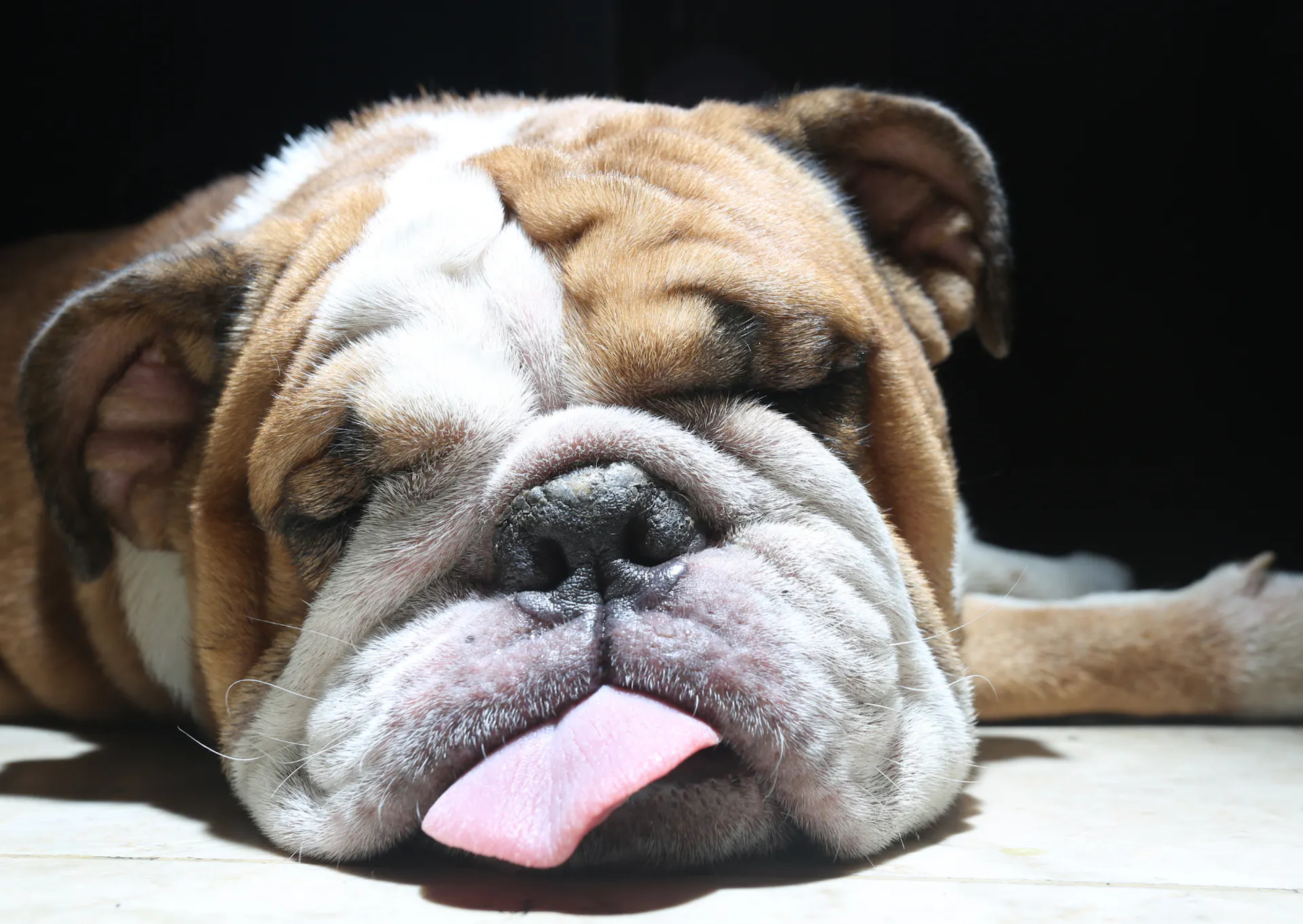Bulldog Anglais : Caractère, santé, éducation, prix et alimentation