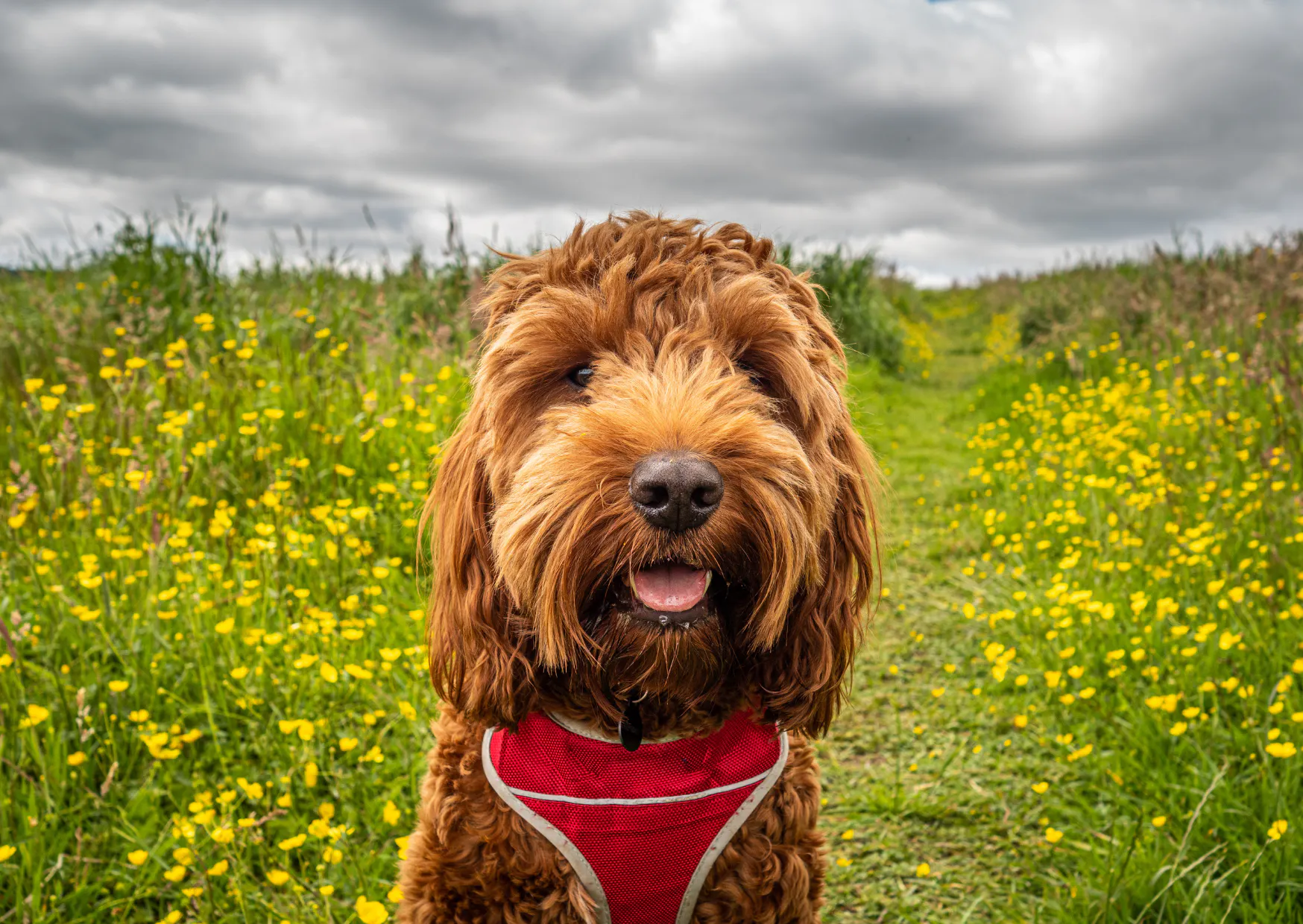 Cockapoo : le compagnon idéal pour toute la famille, conseils et soins
