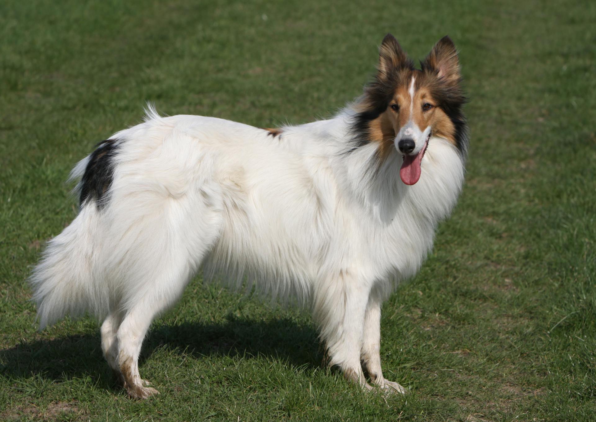 Colley : Caractère, santé, éducation, prix et alimentation