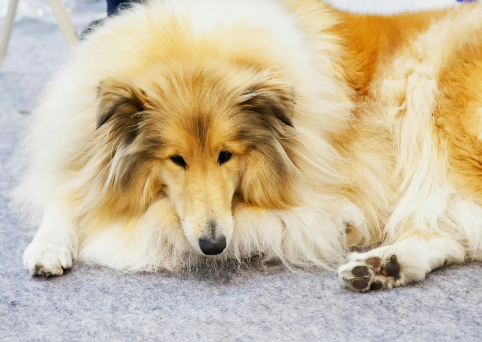 Colley : Caractère, santé, éducation, prix et alimentation