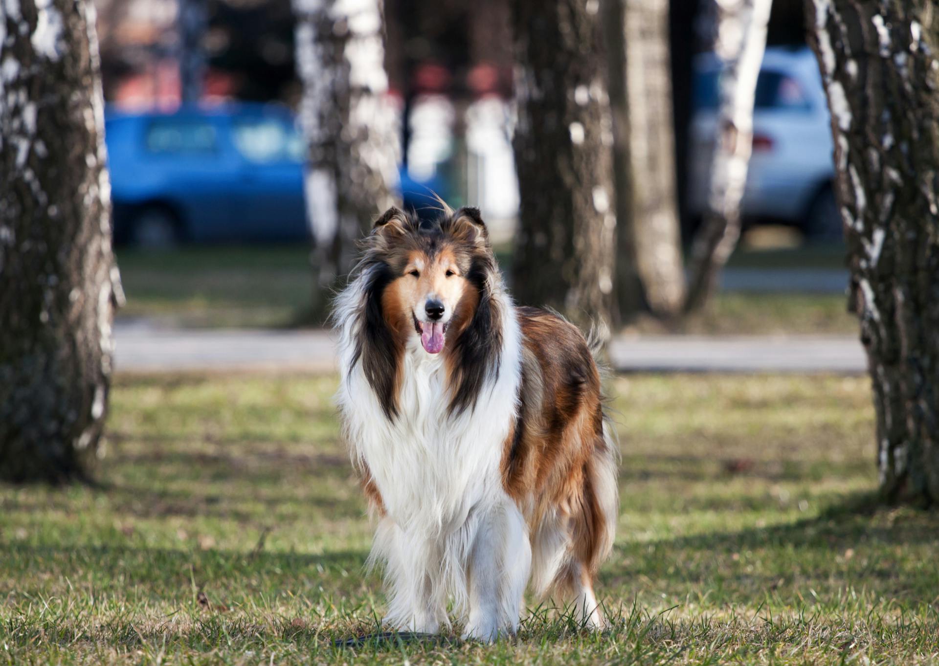Colley : Caractère, santé, éducation, prix et alimentation