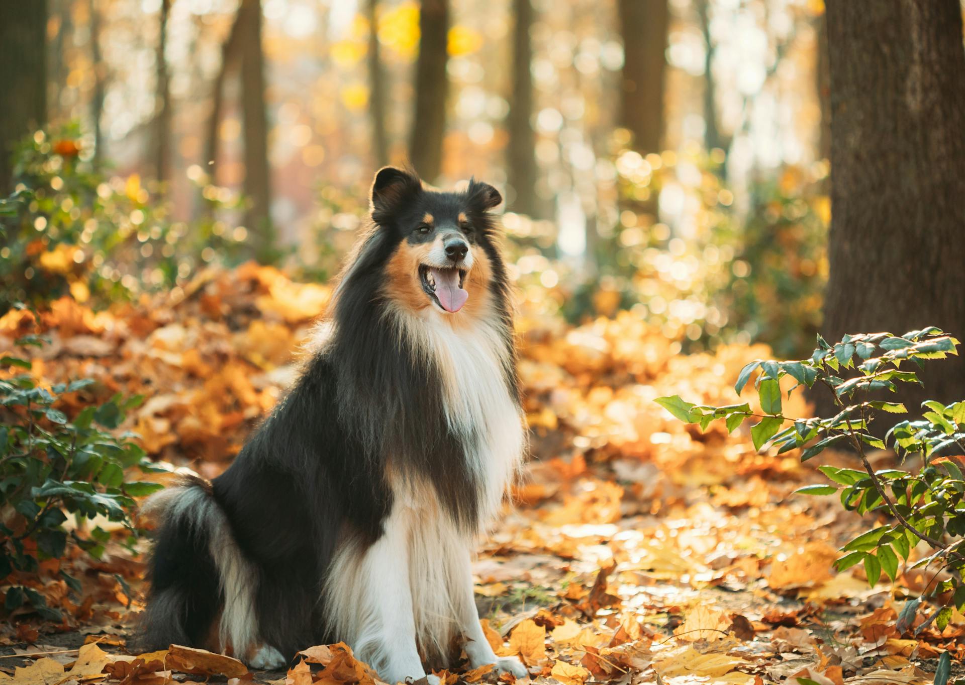 Colley : Caractère, santé, éducation, prix et alimentation