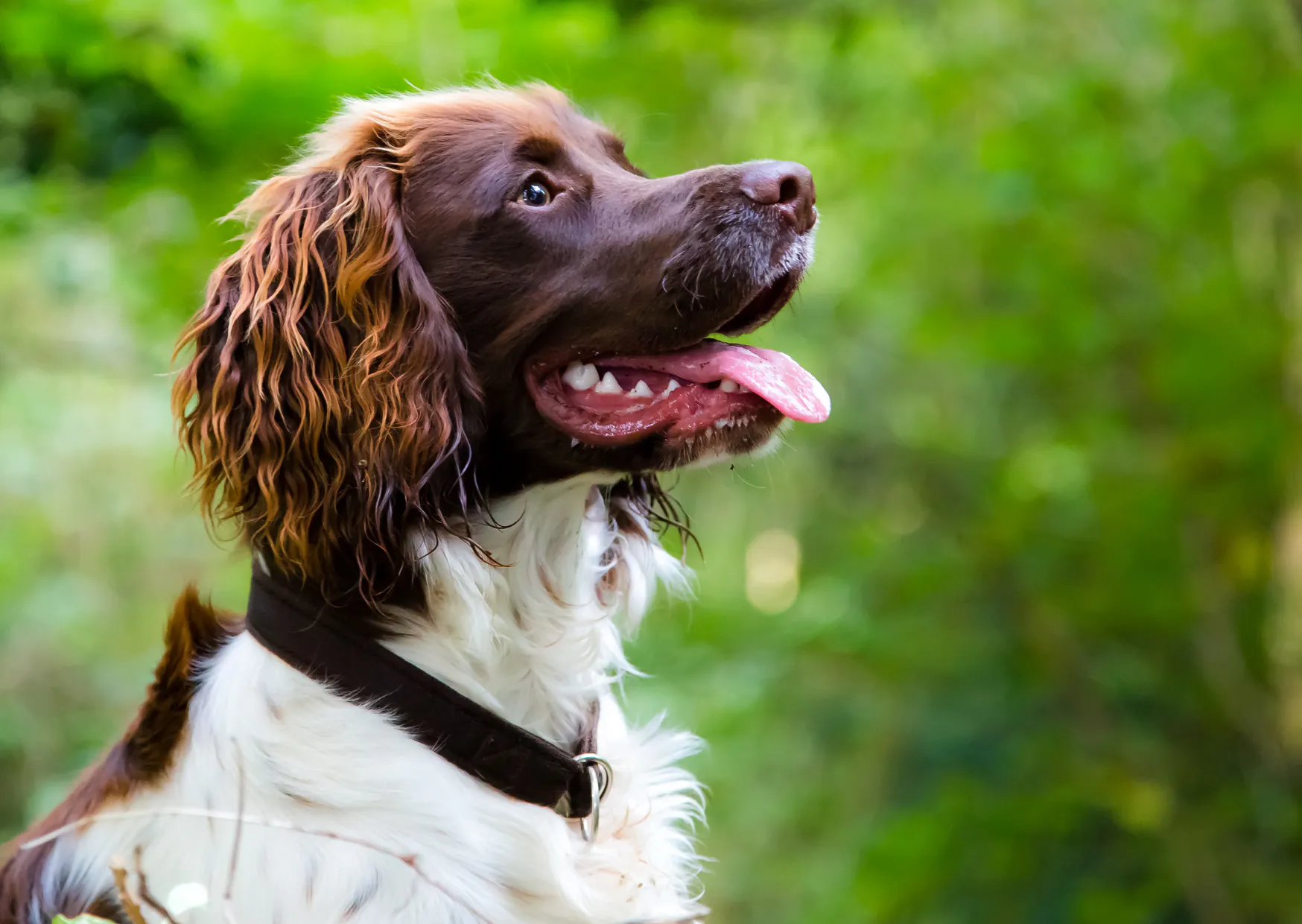 Exposition De Springer Spaniel Anglais