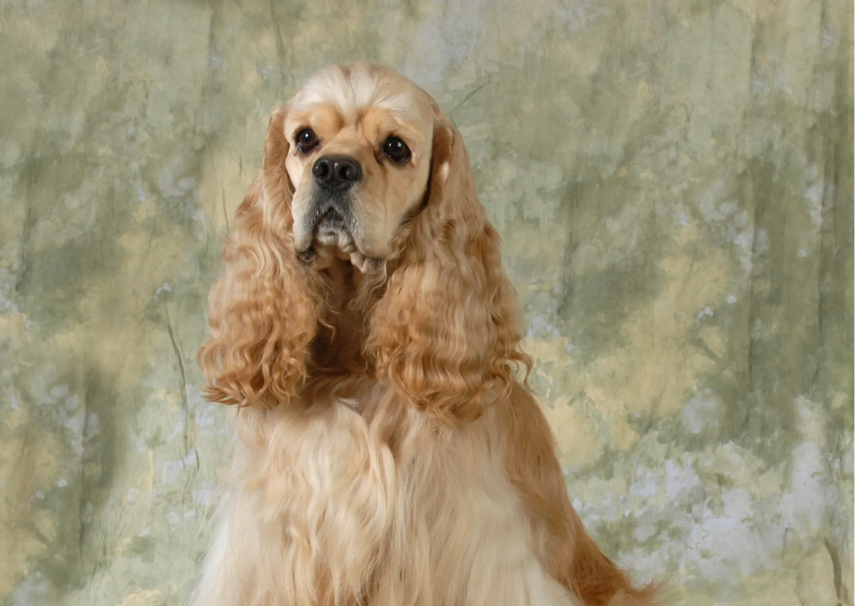 Cocker Spaniel : Caractère, santé, éducation, prix et alimentation