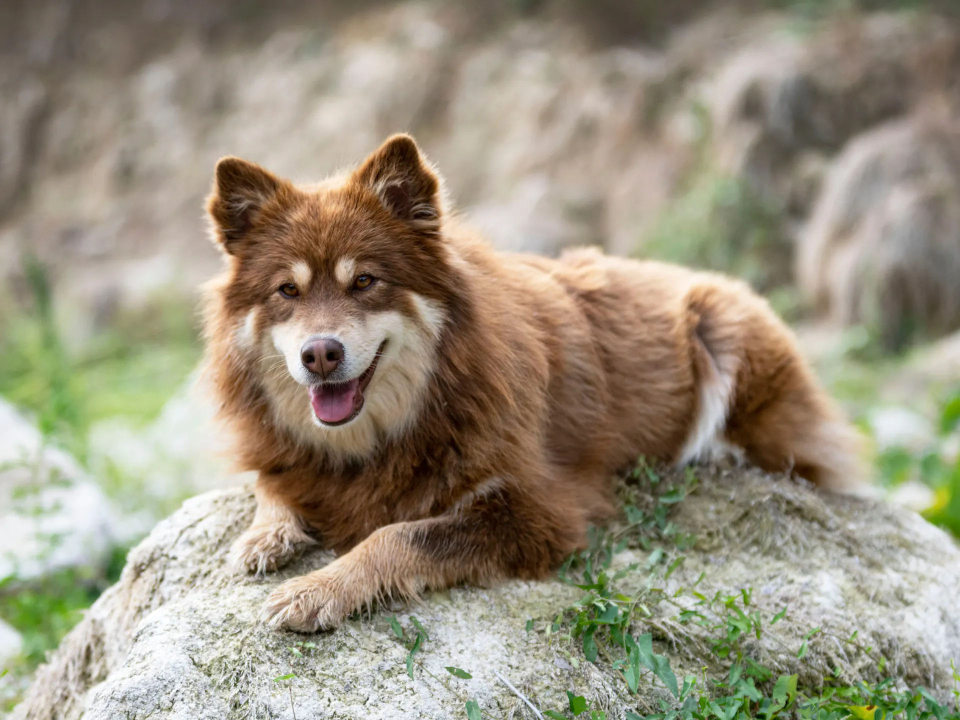 Guide complet sur le chien finnois de laponie : caractère et entretien