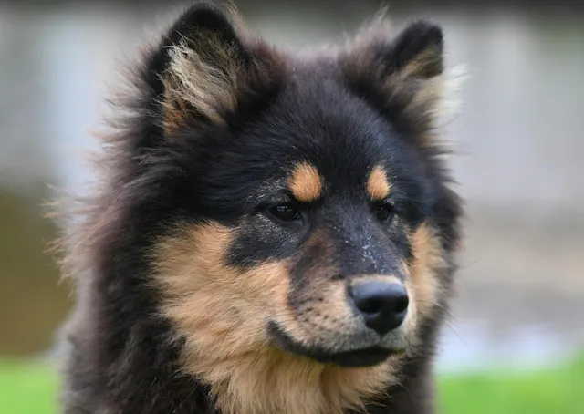 Guide complet sur le chien finnois de laponie : caractère et entretien