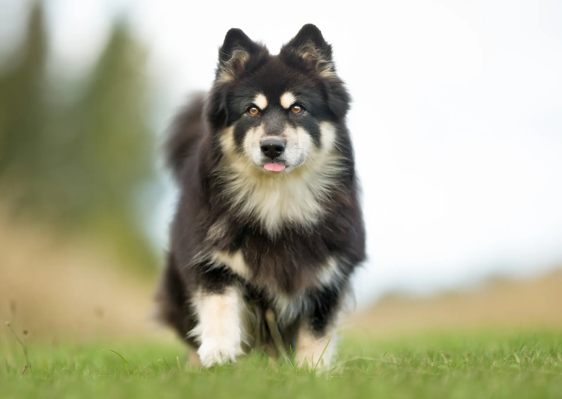 Guide complet sur le chien finnois de laponie : caractère et entretien